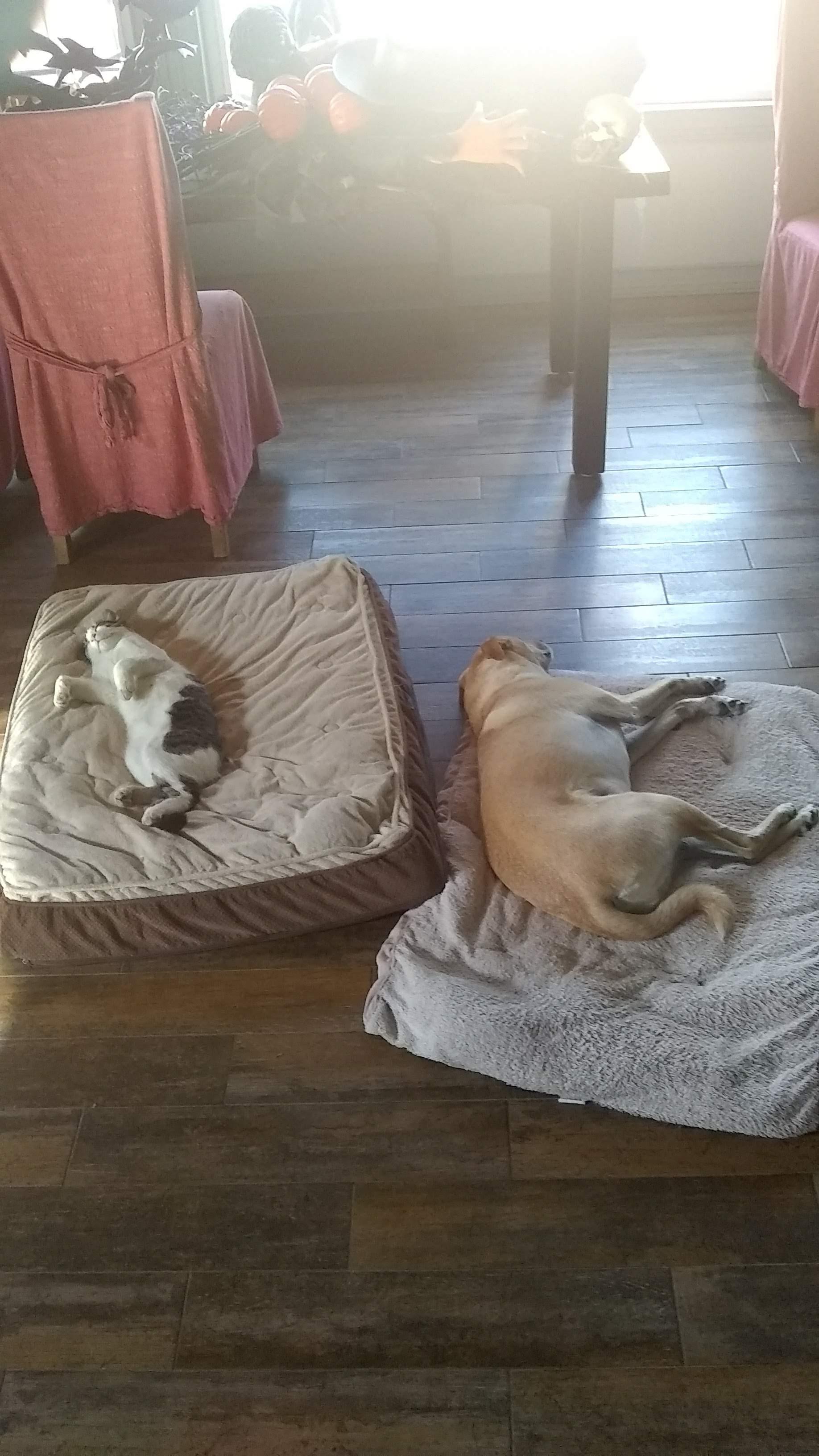 Nap time | Scrolller