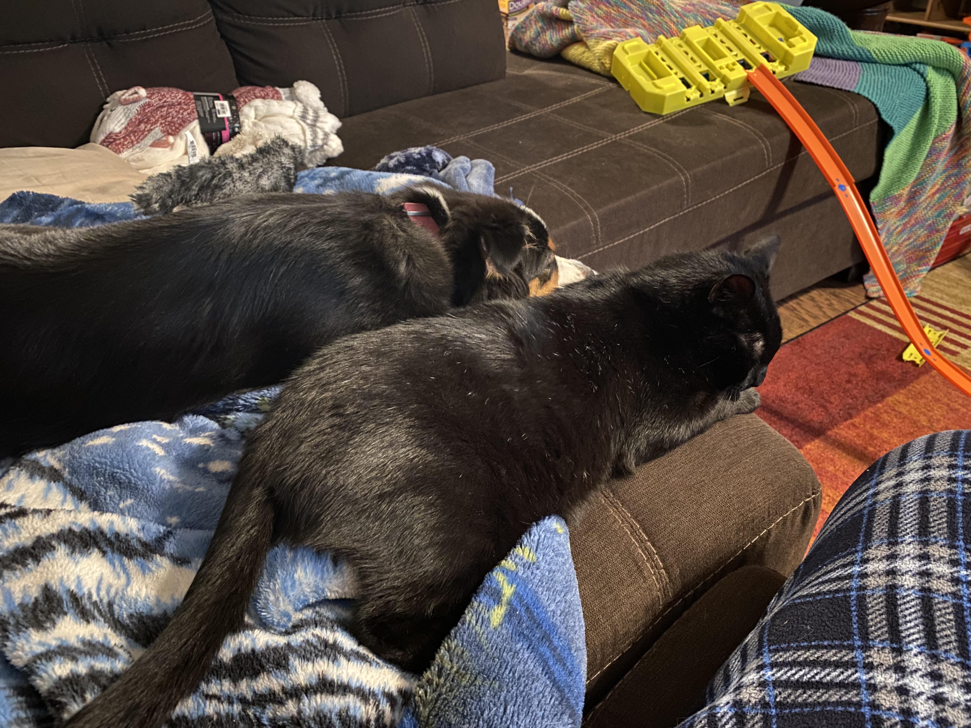 Nap time after play time. | Scrolller