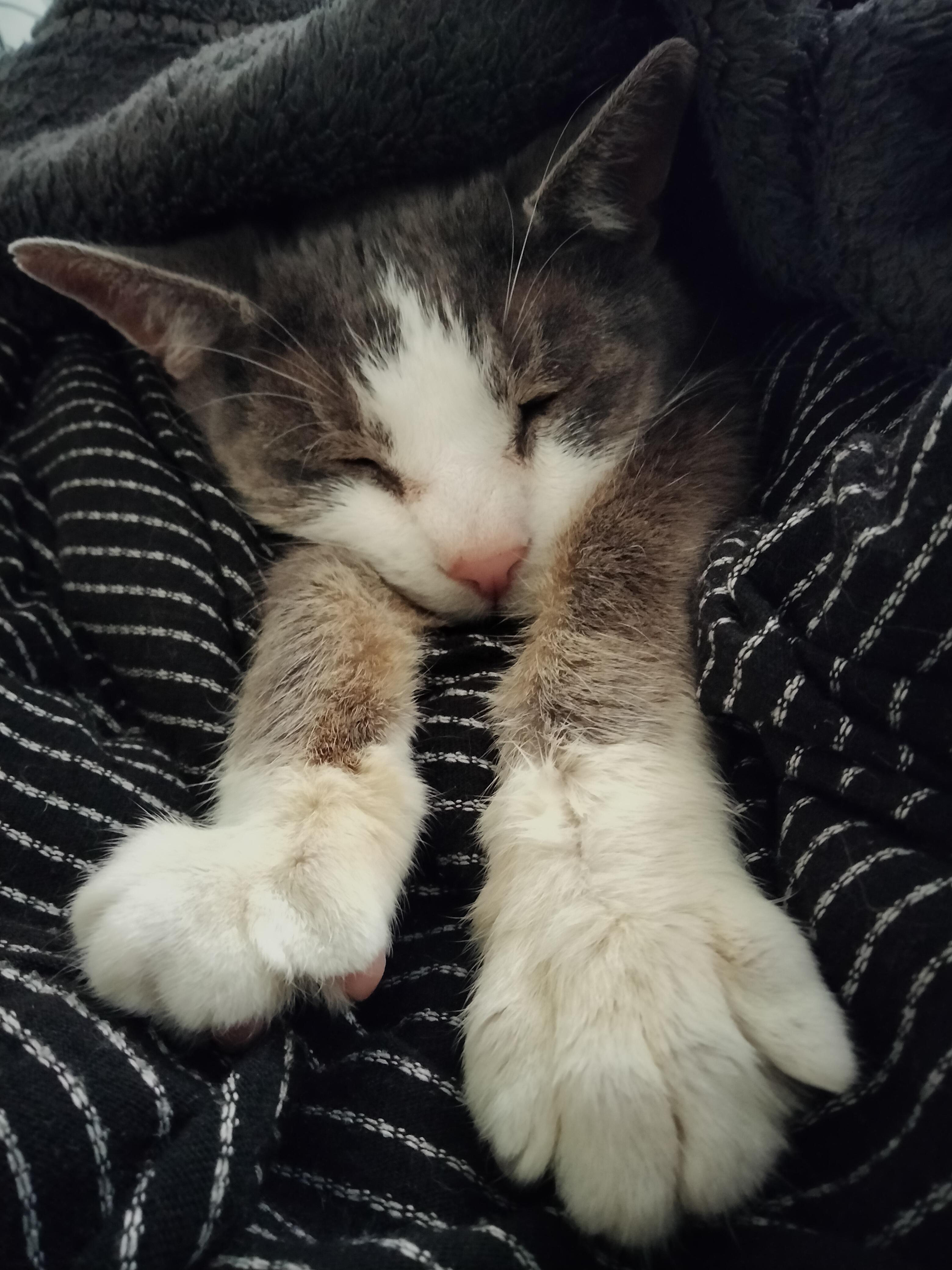 Nap time. | Scrolller