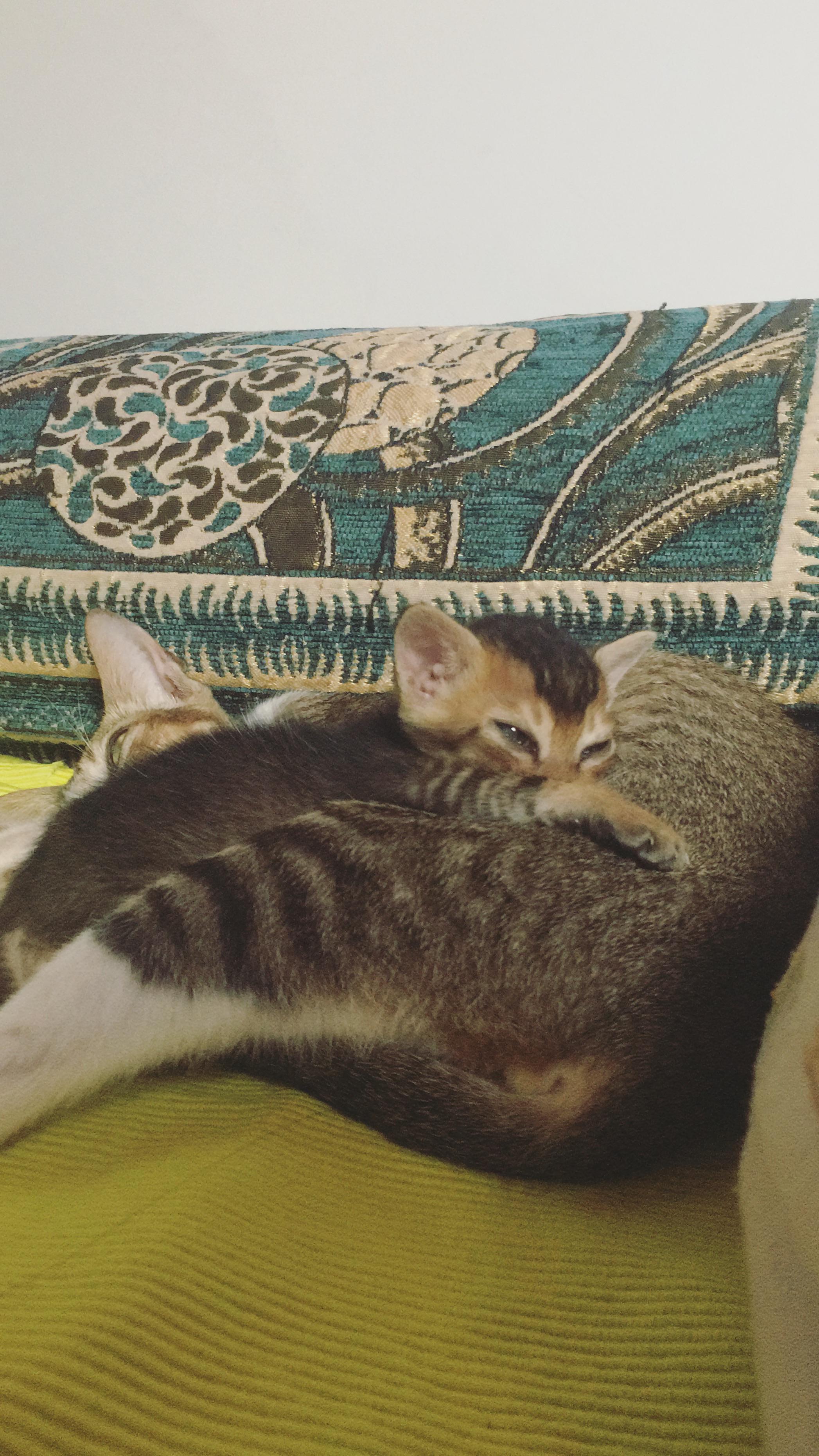 Napping with Mama | Scrolller