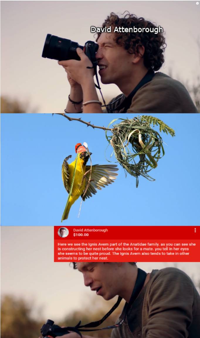 National Geographic Guy Observing Kiara as she builds her nest | Scrolller