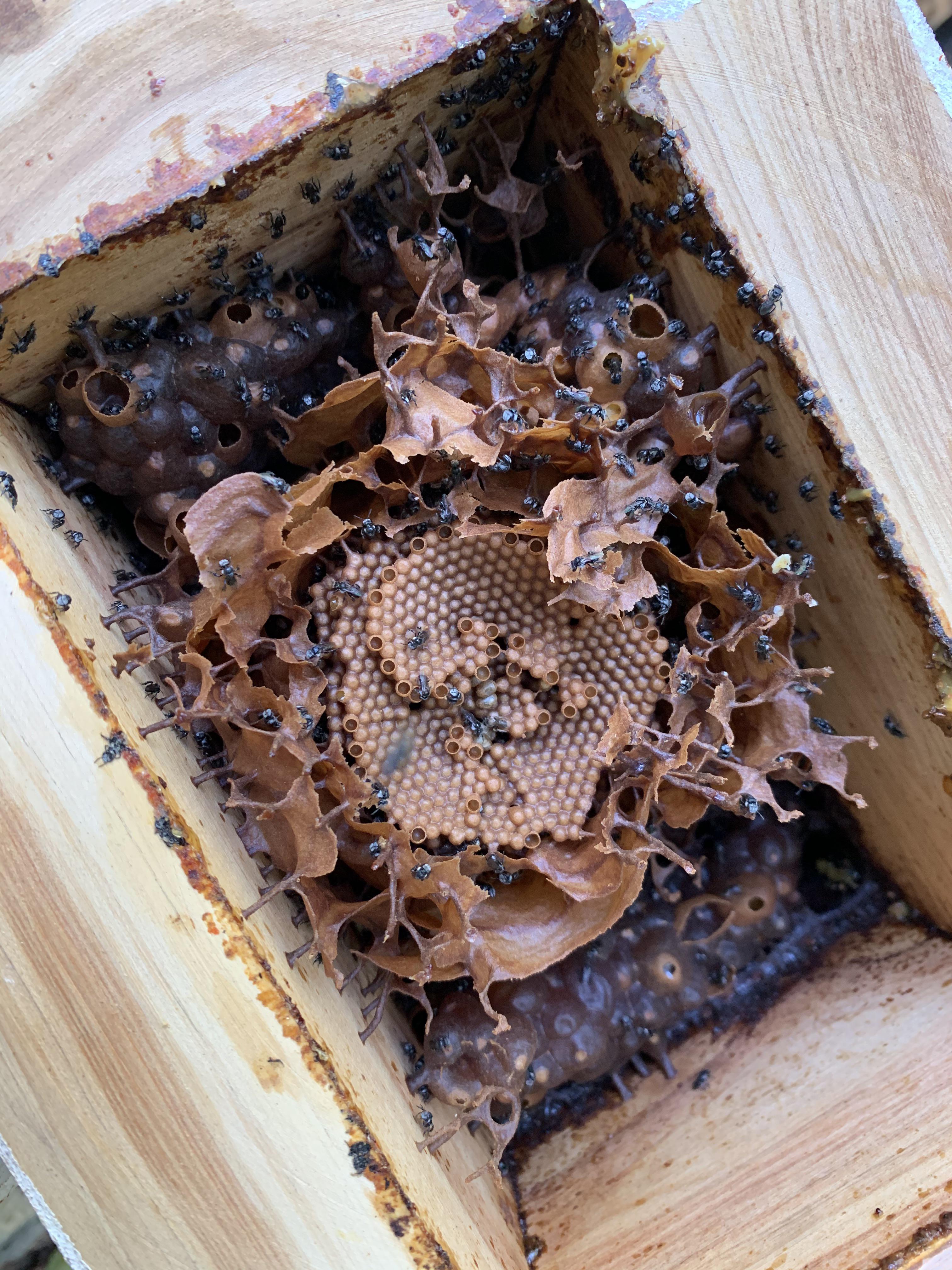 Native Australian Bee hive (Tetragonula Carbonaria) | Scrolller