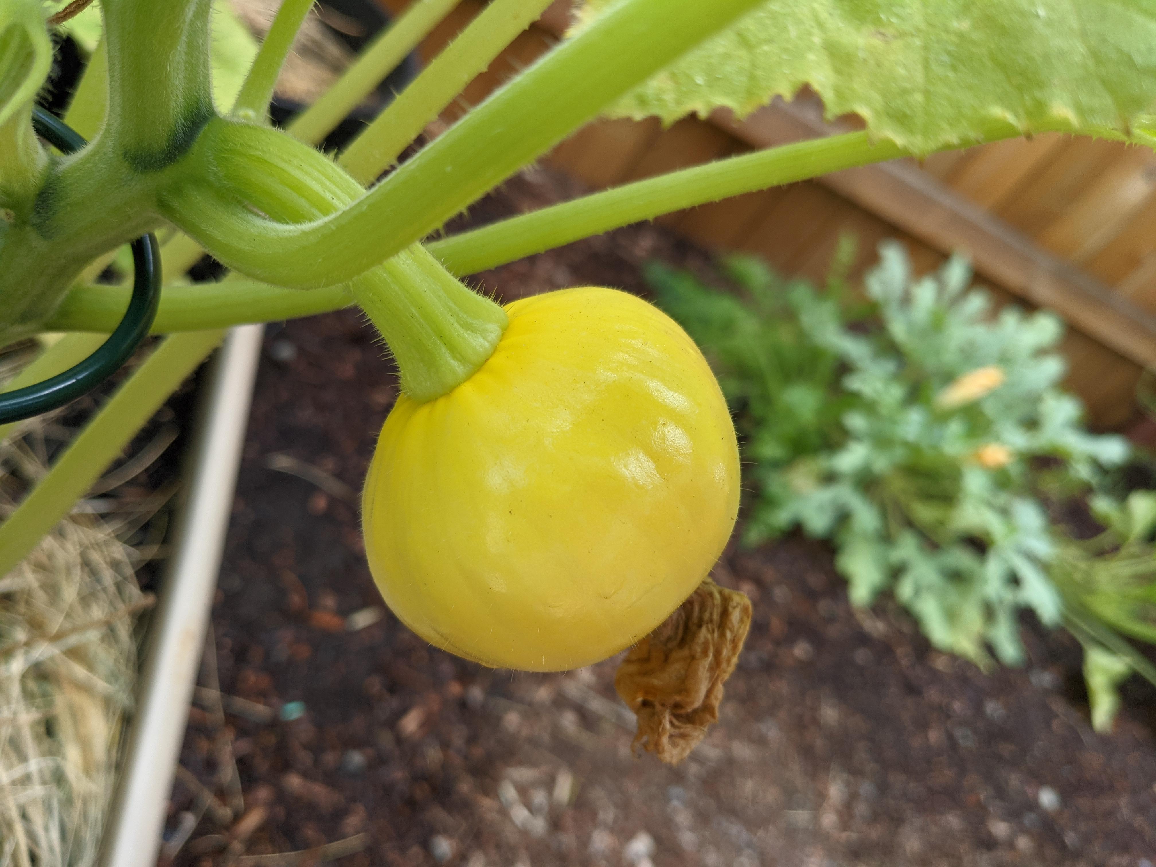 Need help identifying bush squash! | Scrolller