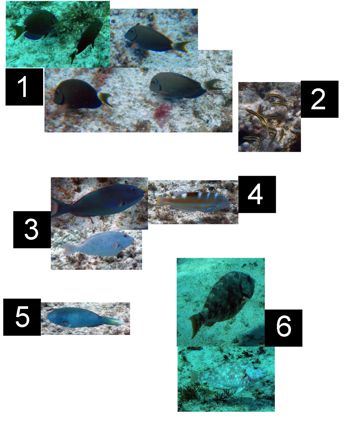 Need help identifying some fish I saw while snorkeling in Cozumel | Scrolller