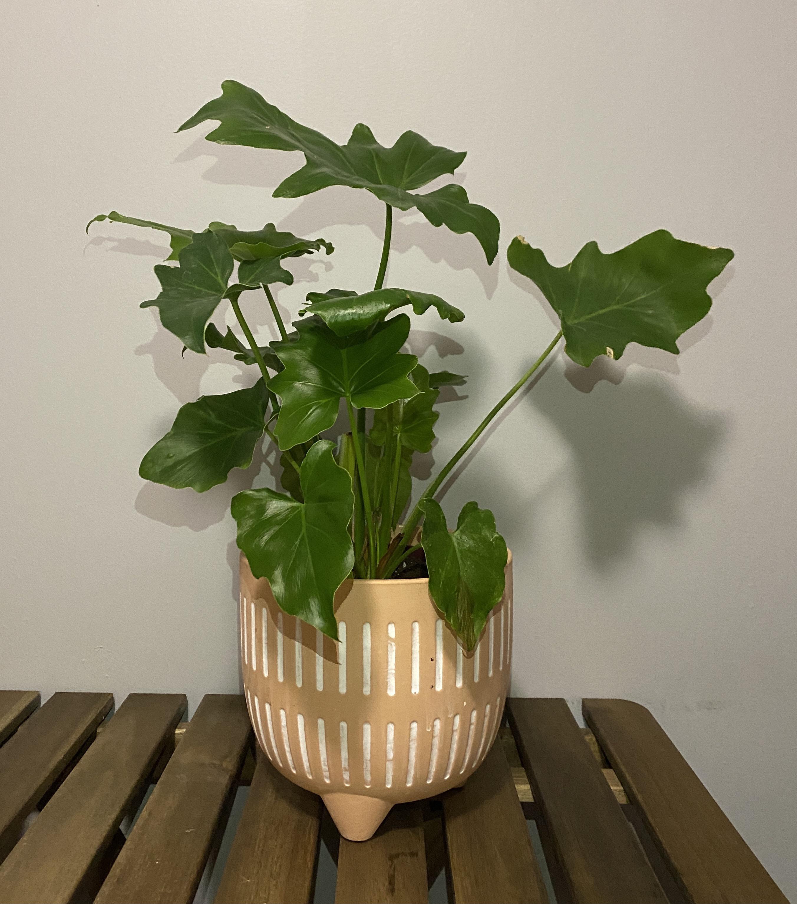 Need help identifying this plant | Scrolller