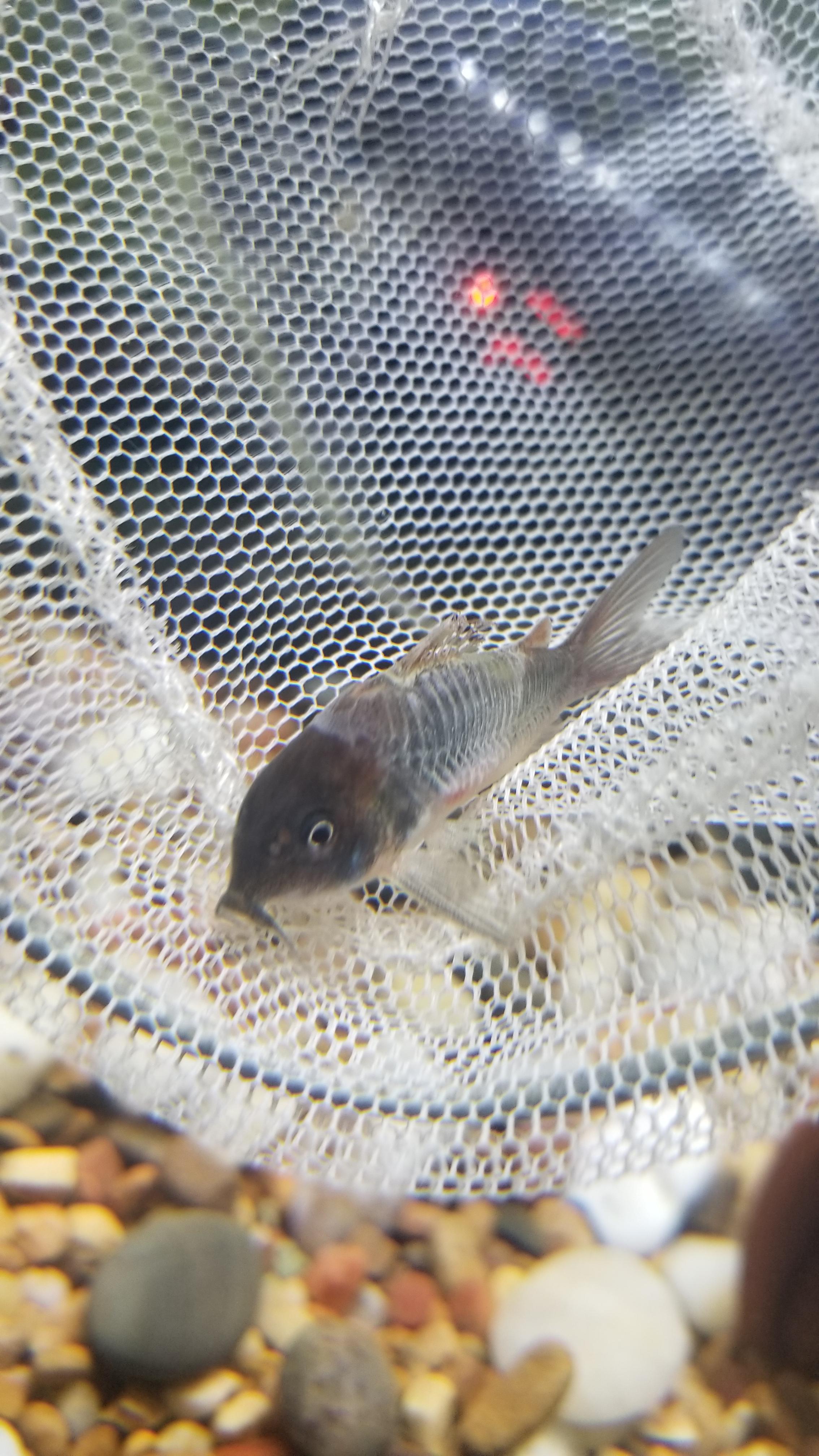 Need help identifying what this is. NSFW | Scrolller