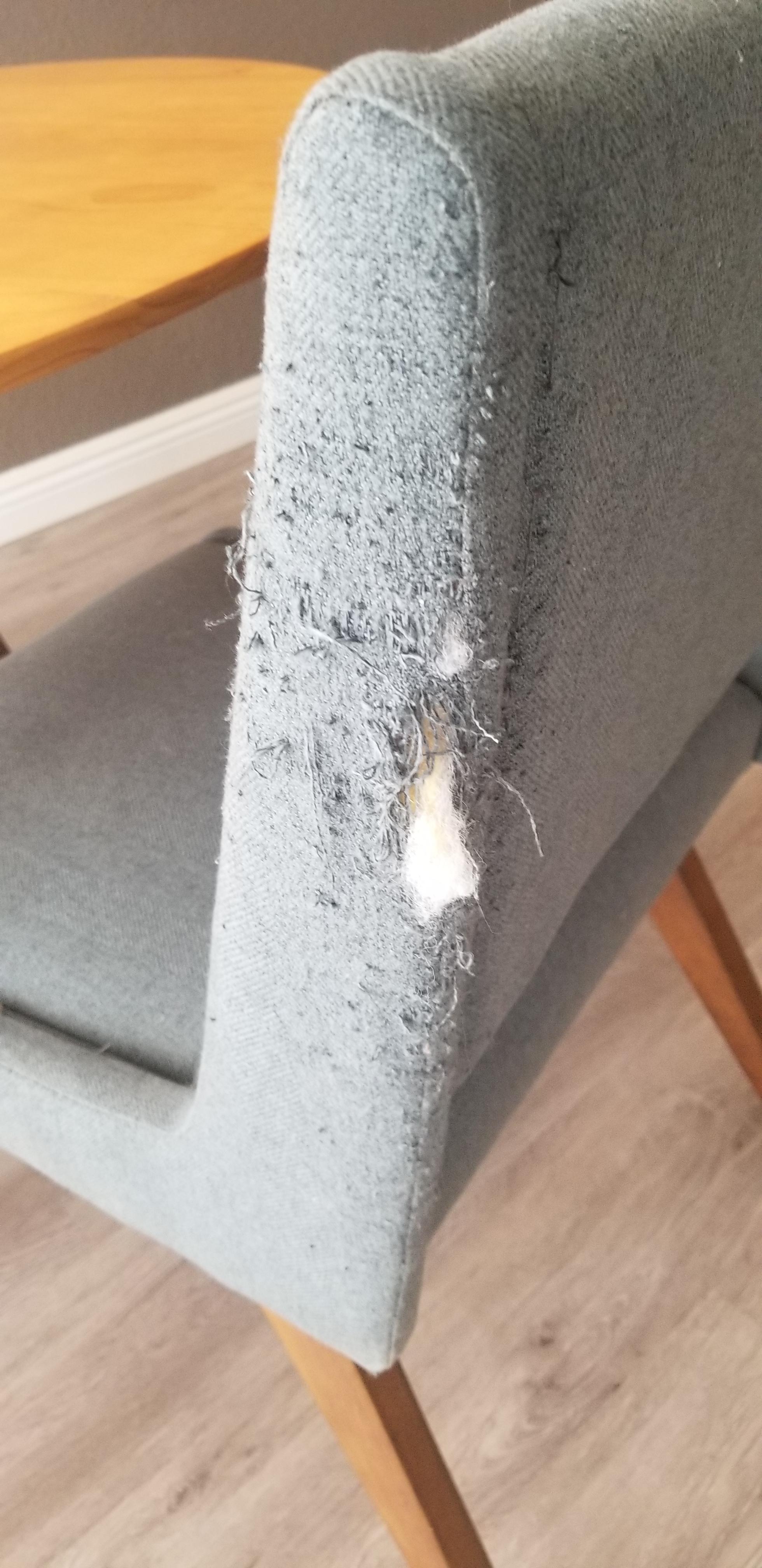 Need help with chairs destroyed by cats | Scrolller
