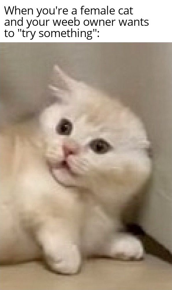 Neko irl (gone wrong) | Scrolller