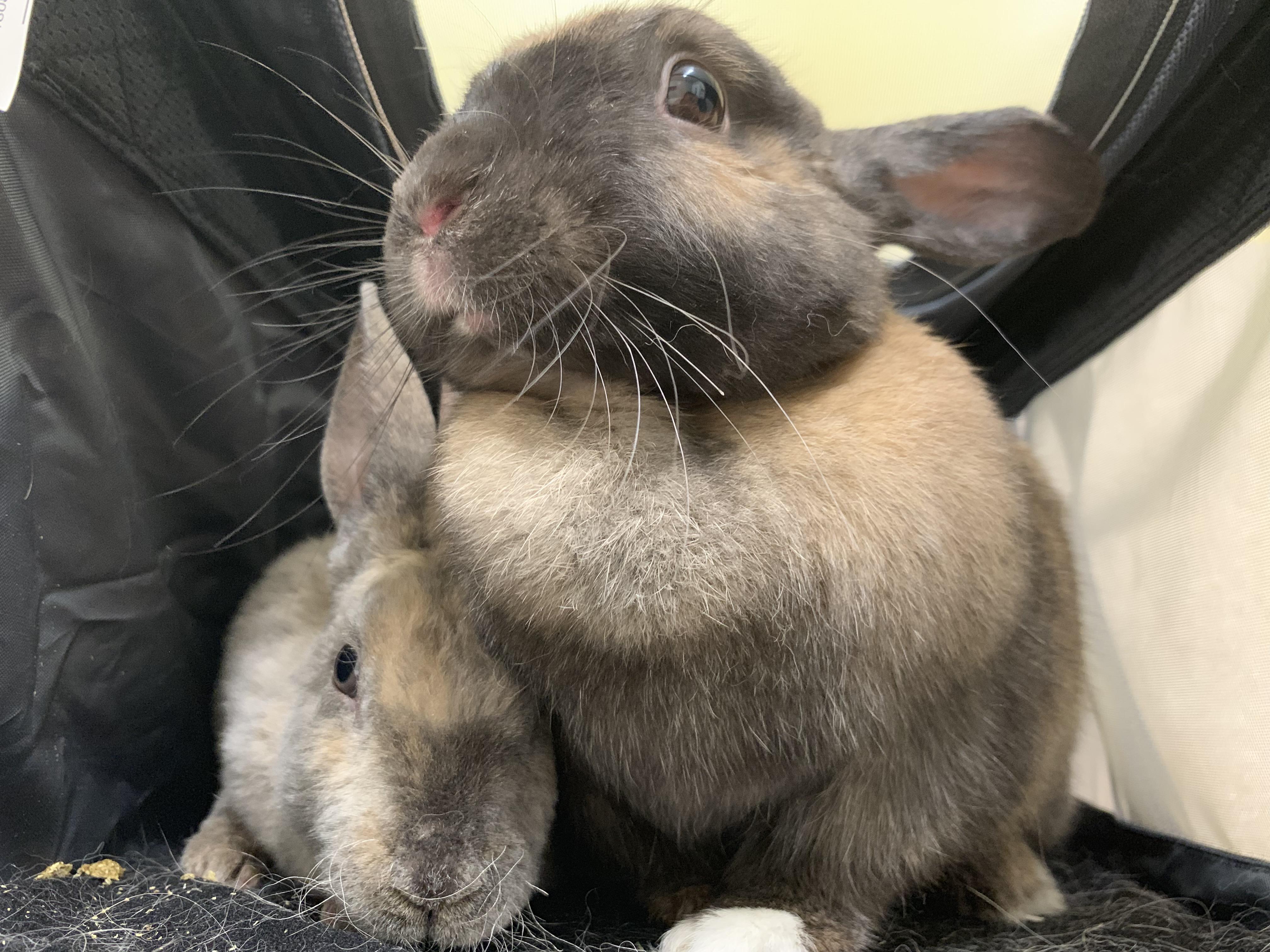 Nervous dewlap | Scrolller