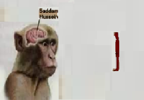 neuron activation | Scrolller