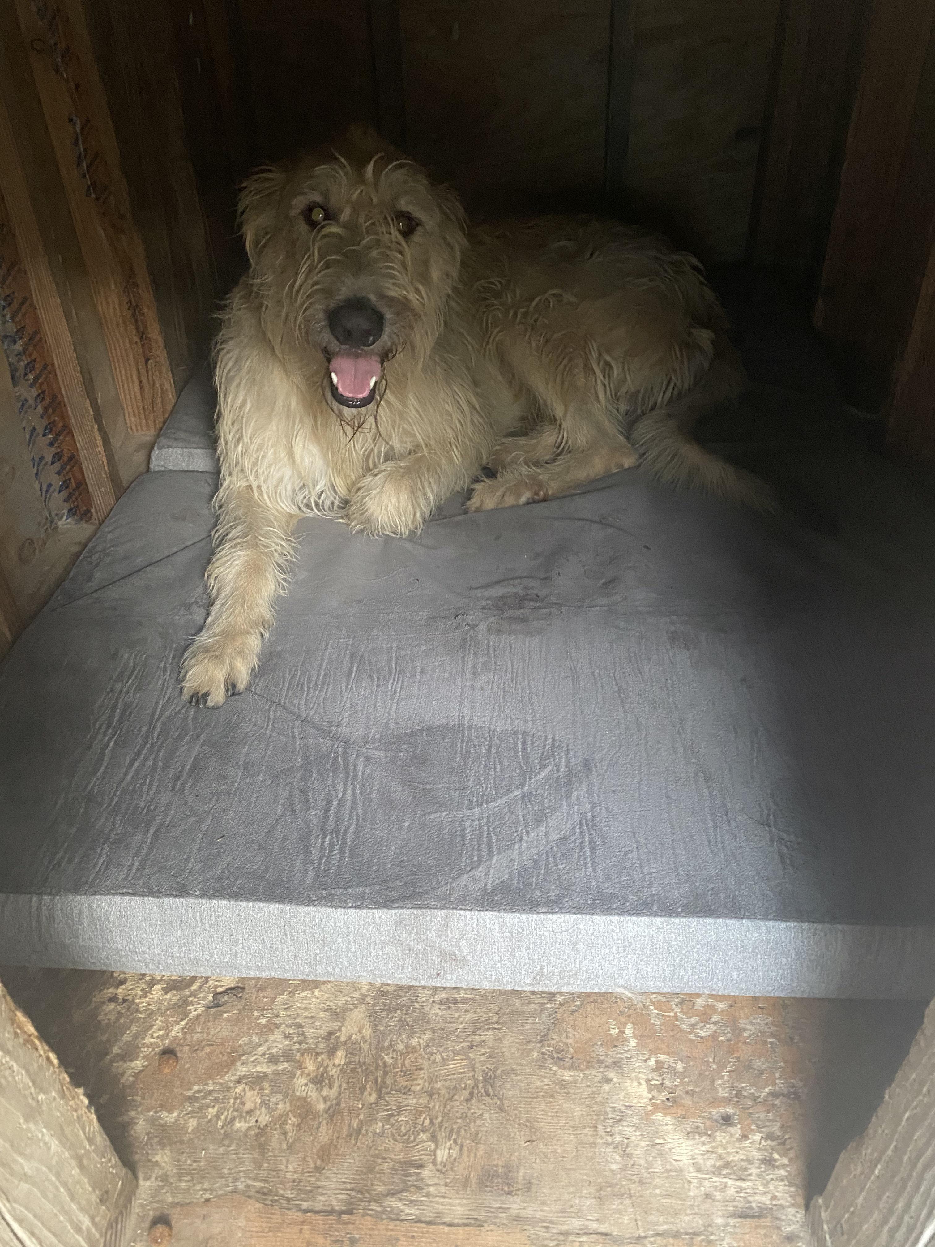 New beds for our Conan! | Scrolller