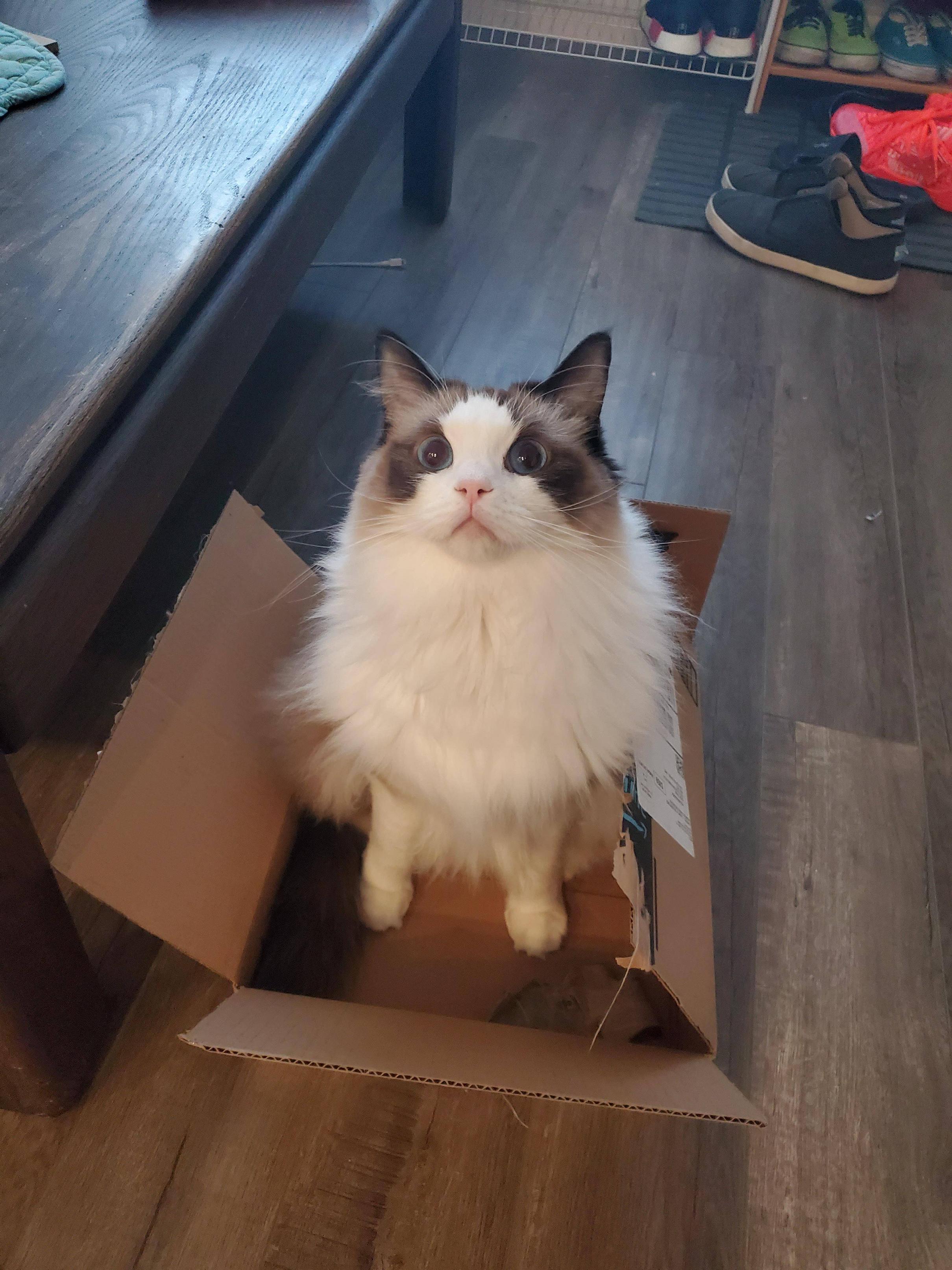 New box for the fluff | Scrolller