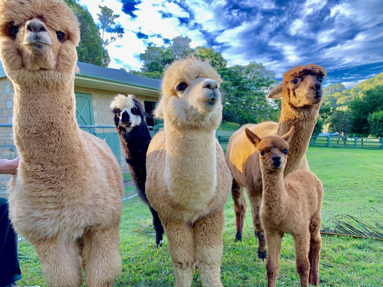 New boy Gilbert and the crew. | Scrolller