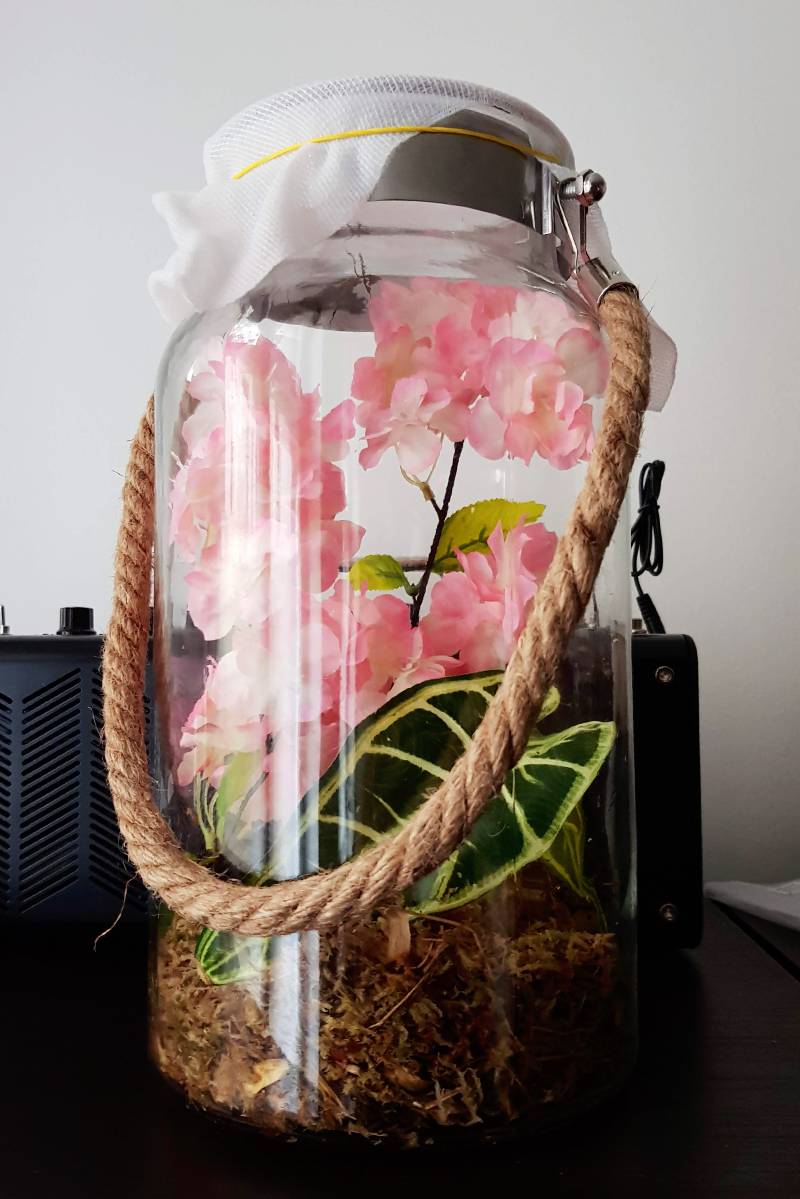 New enclosure for my mantis! | Scrolller