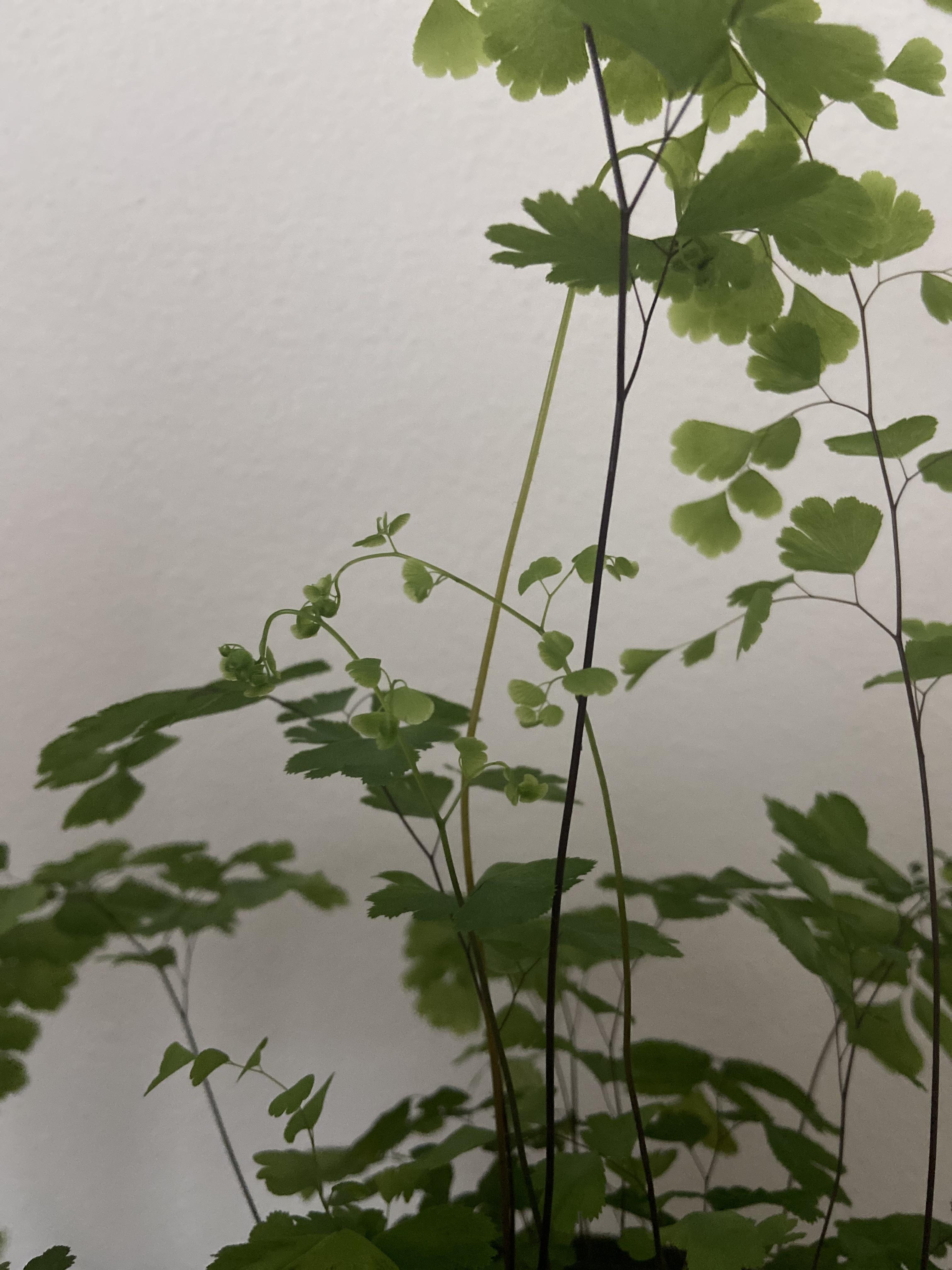 new fronds on my maidenhair fern! | Scrolller