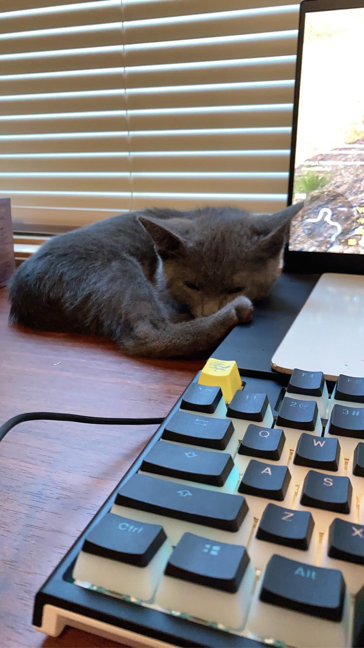 New Gaming Buddy! | Scrolller