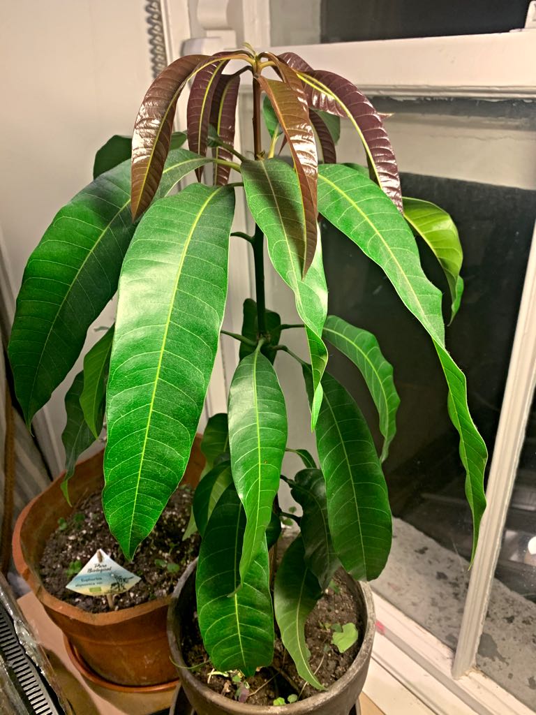 New growth on my mango always looks quite alien to me | Scrolller