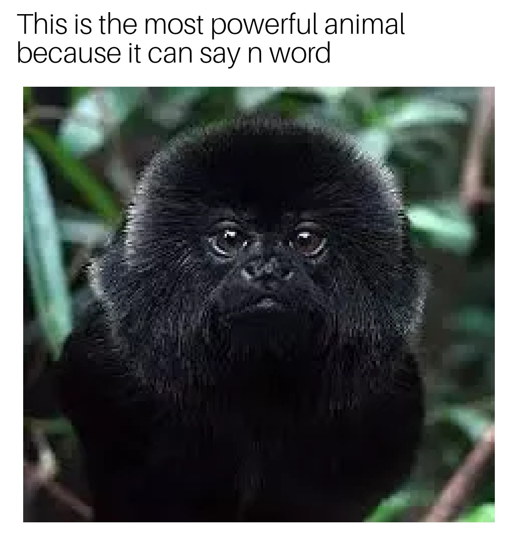 New king | Scrolller