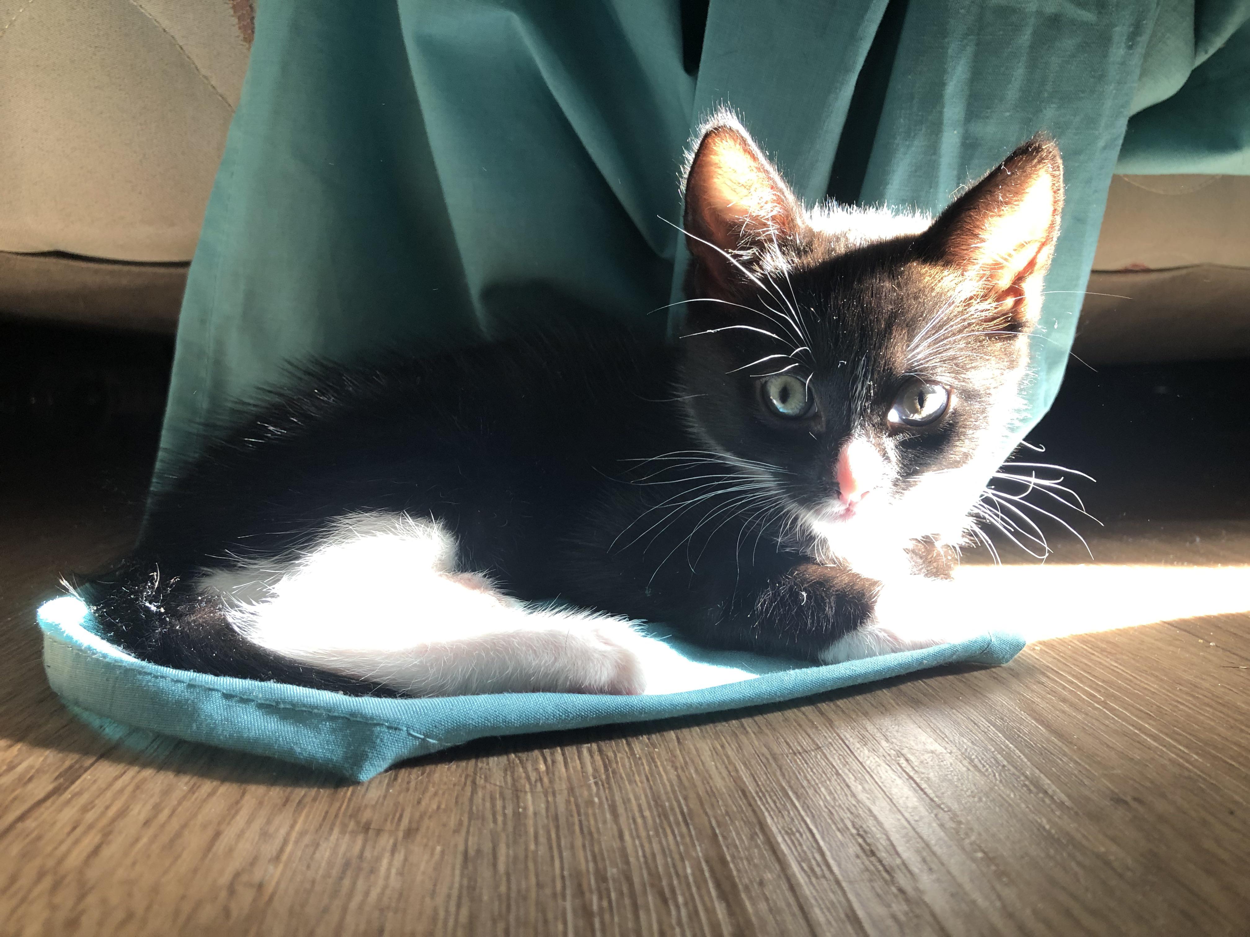 New kitten | Scrolller