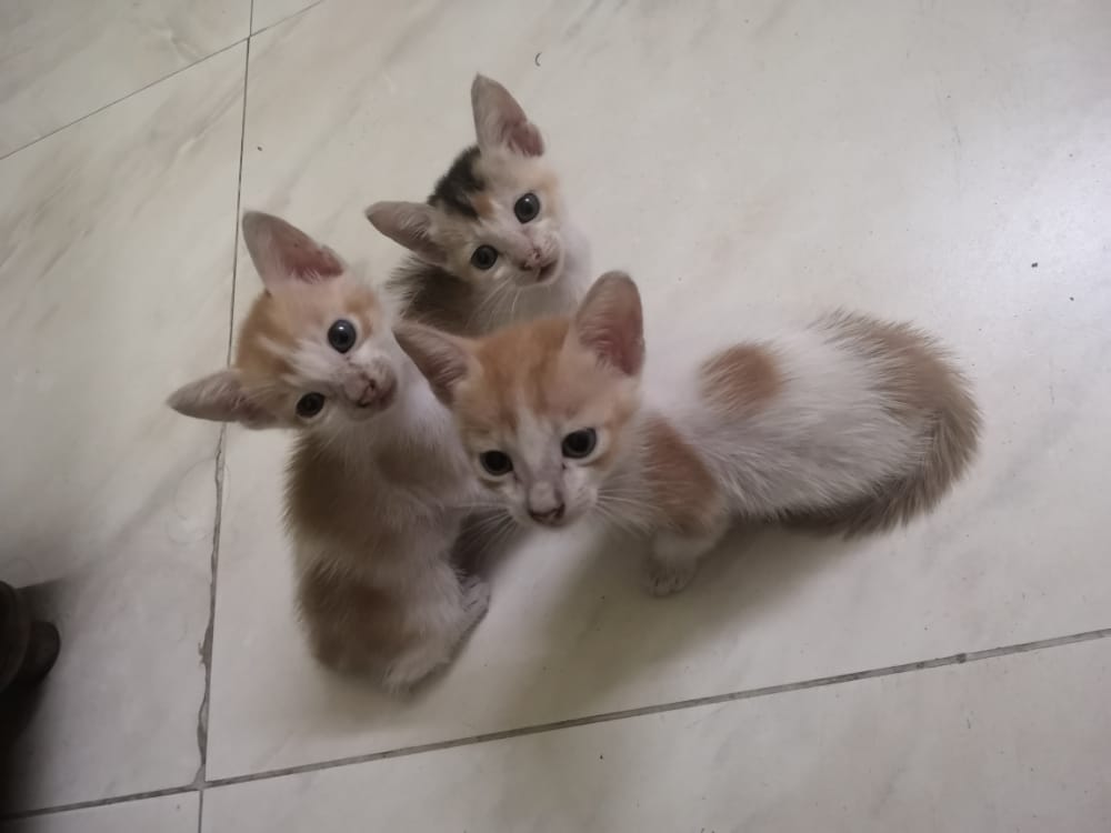 new kittens | Scrolller