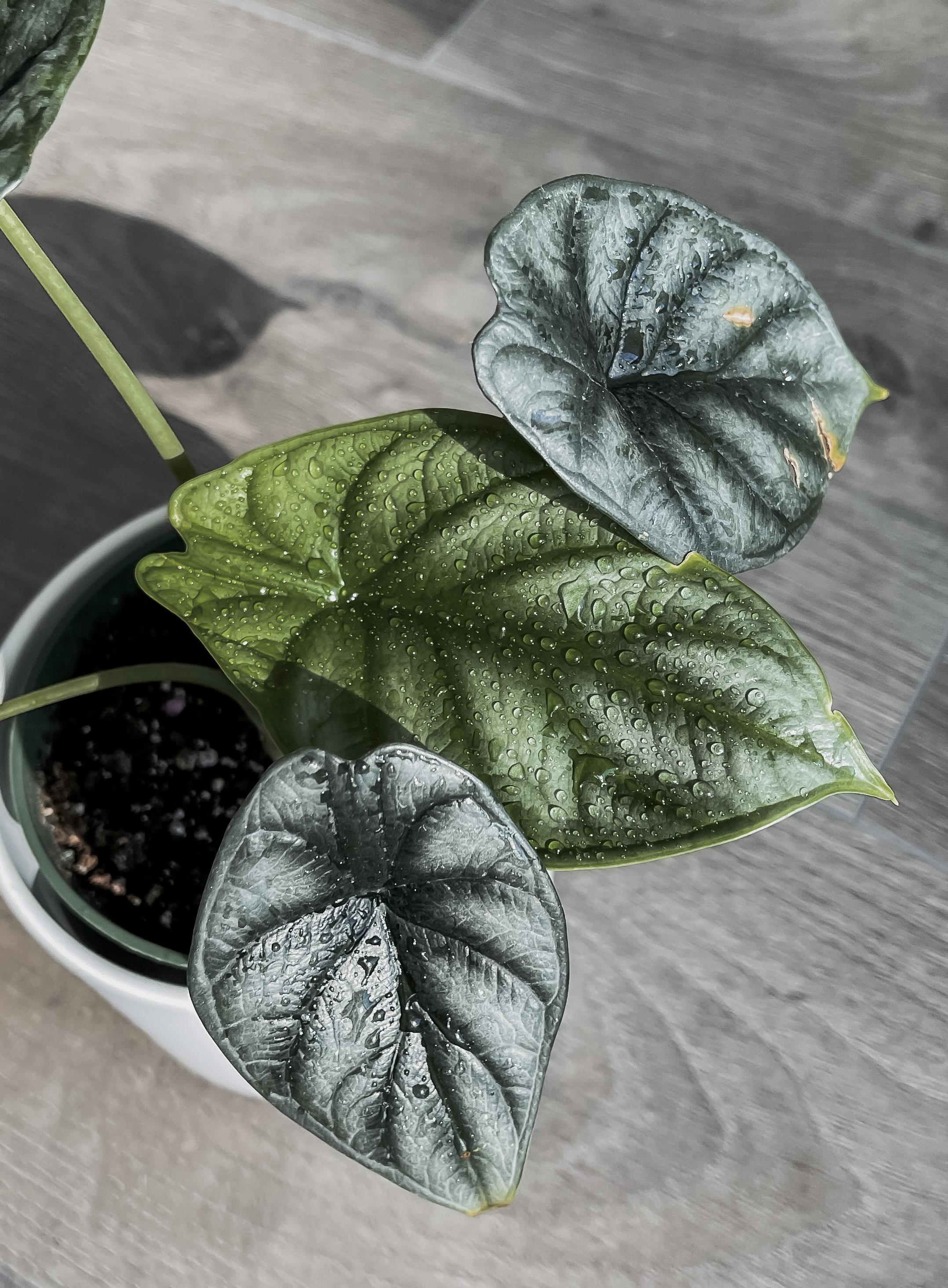 new leaf lookin thiccccc | Scrolller