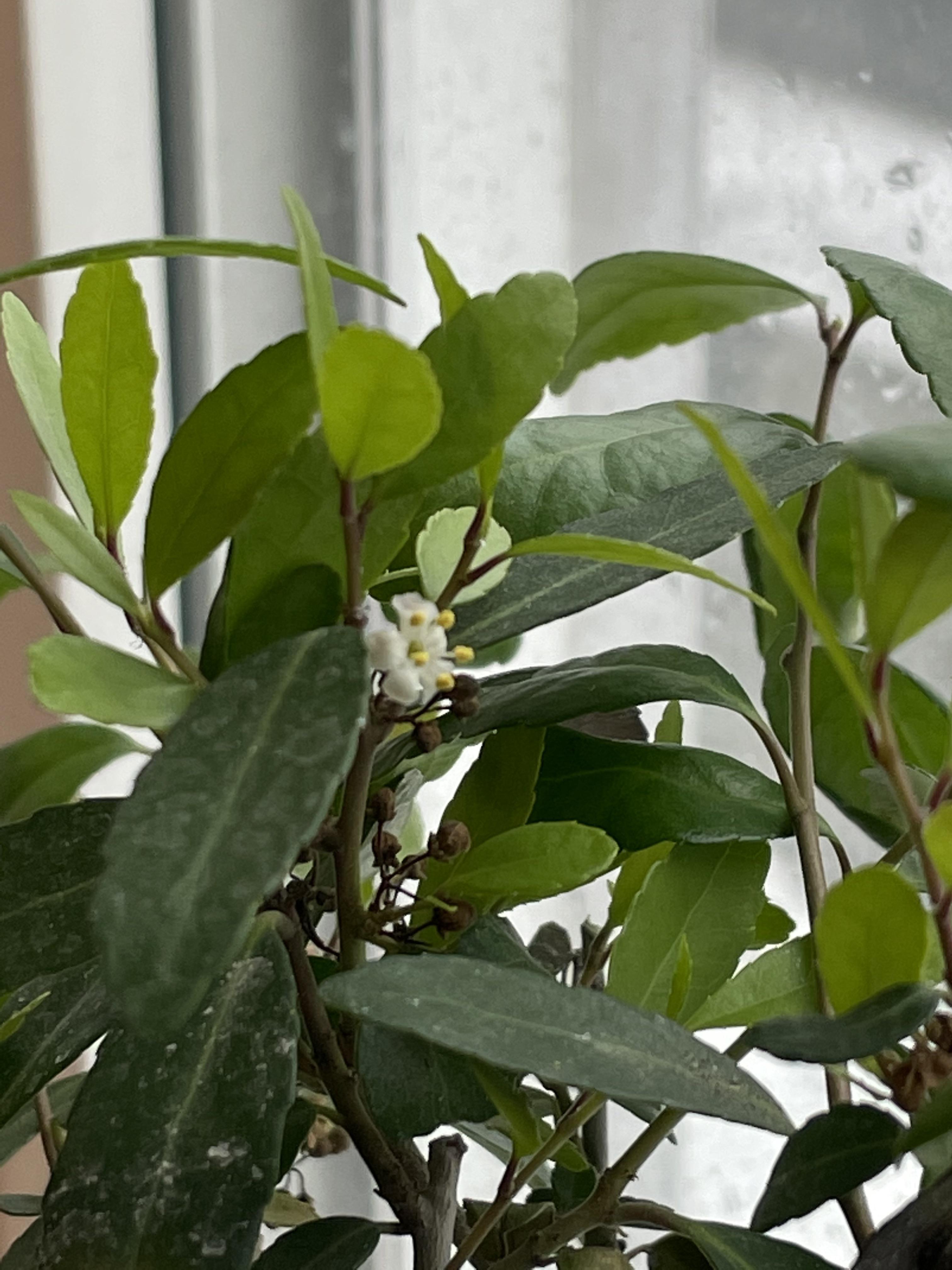 New leaves and a flower on my Ilex vomitoria (yaupon holly) | Scrolller