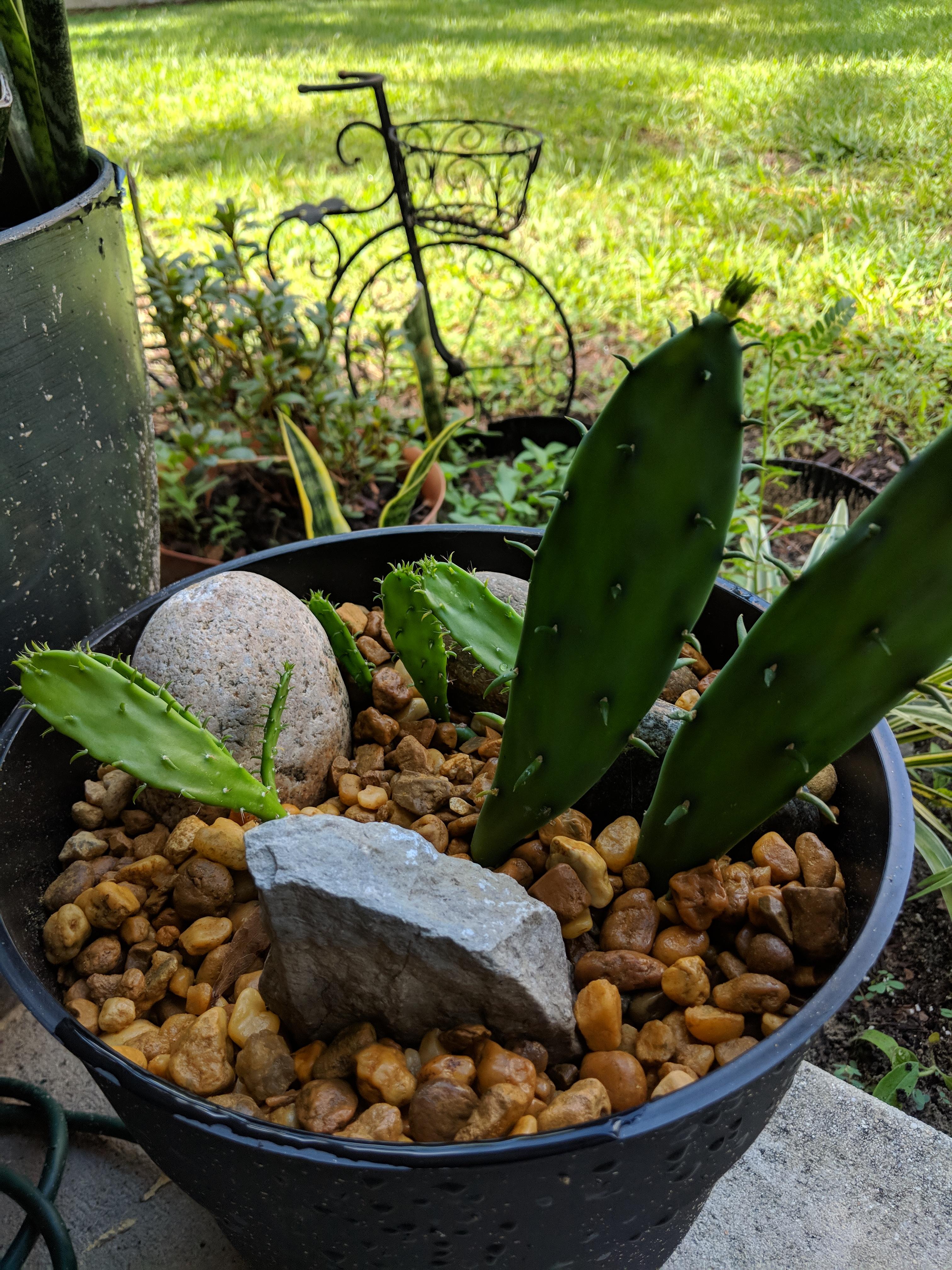 New pads!! Propagated from pads fallen off my Mom's cacti. | Scrolller
