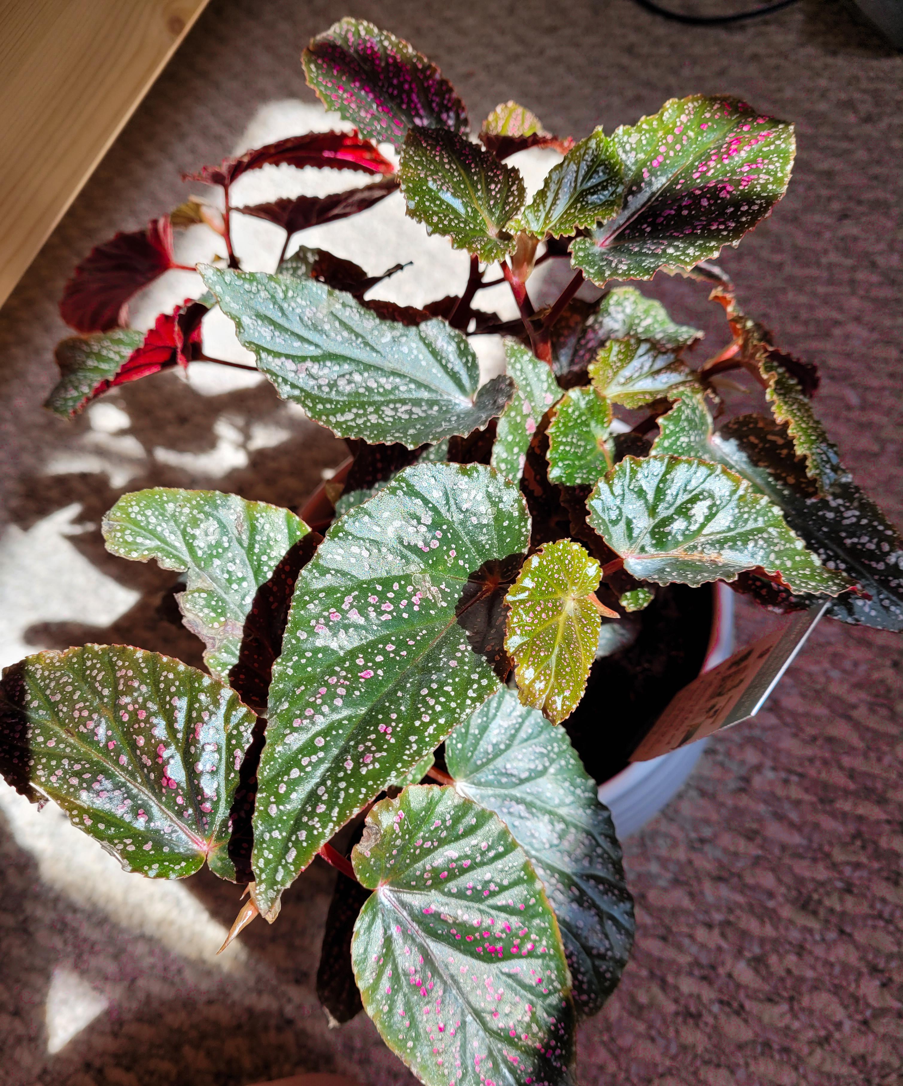 New plant💕 Begonia Benigo | Scrolller
