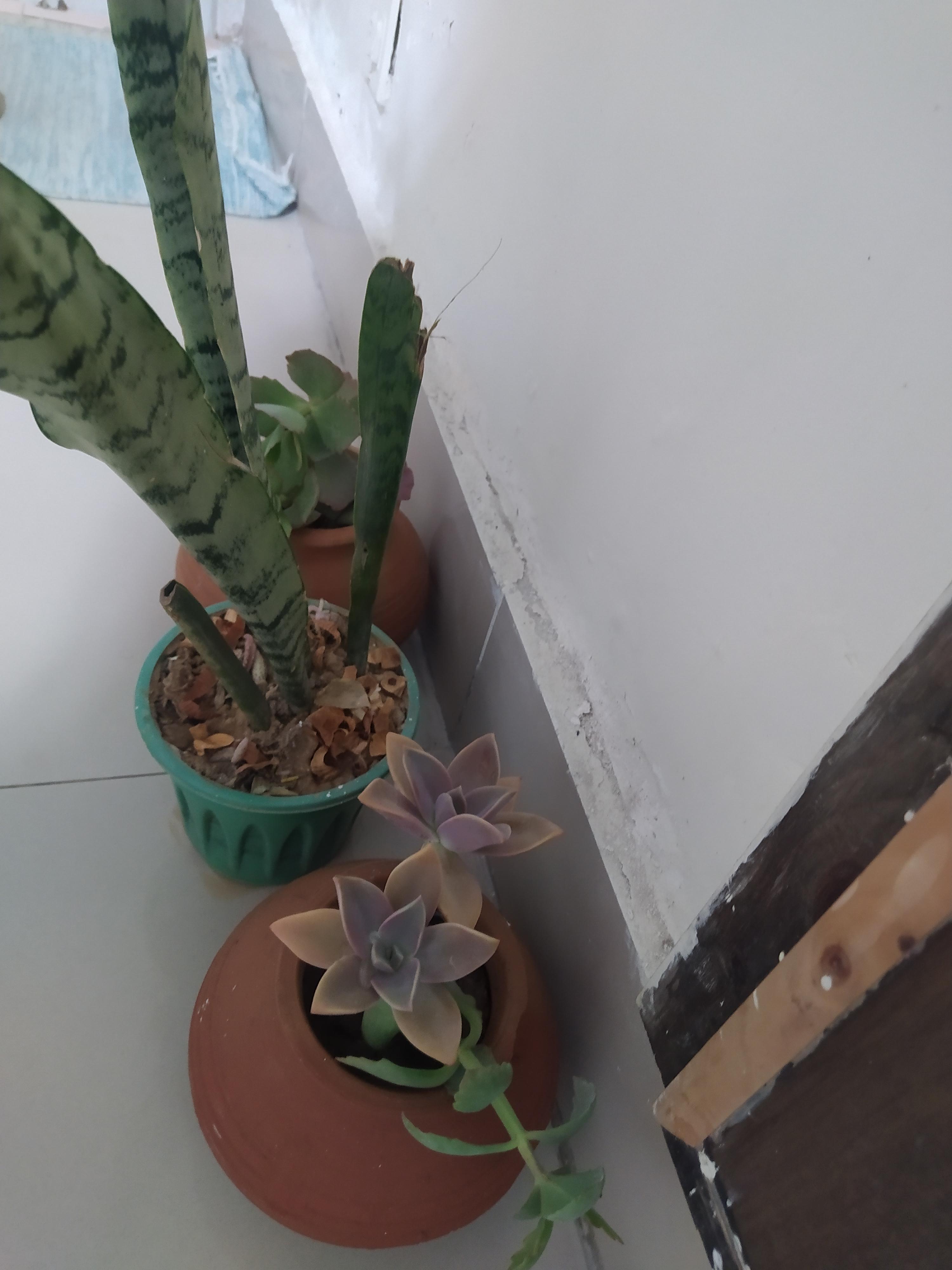 NEW Plants!! | Scrolller