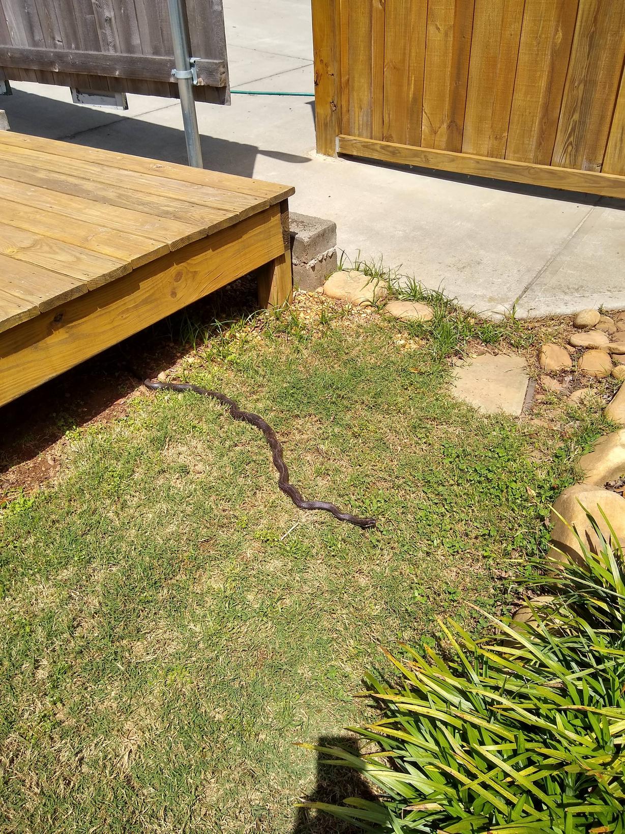 New rule:. Post only snakes | Scrolller