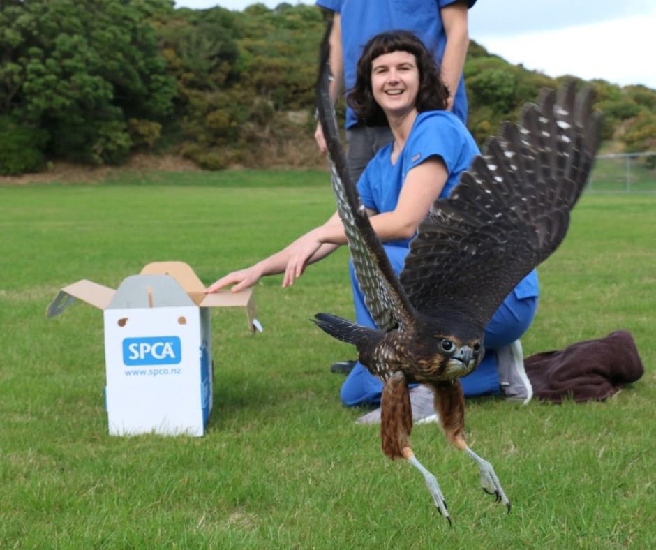 🔥 New Zealand Falcon, kārearea, released back into the wild after ...
