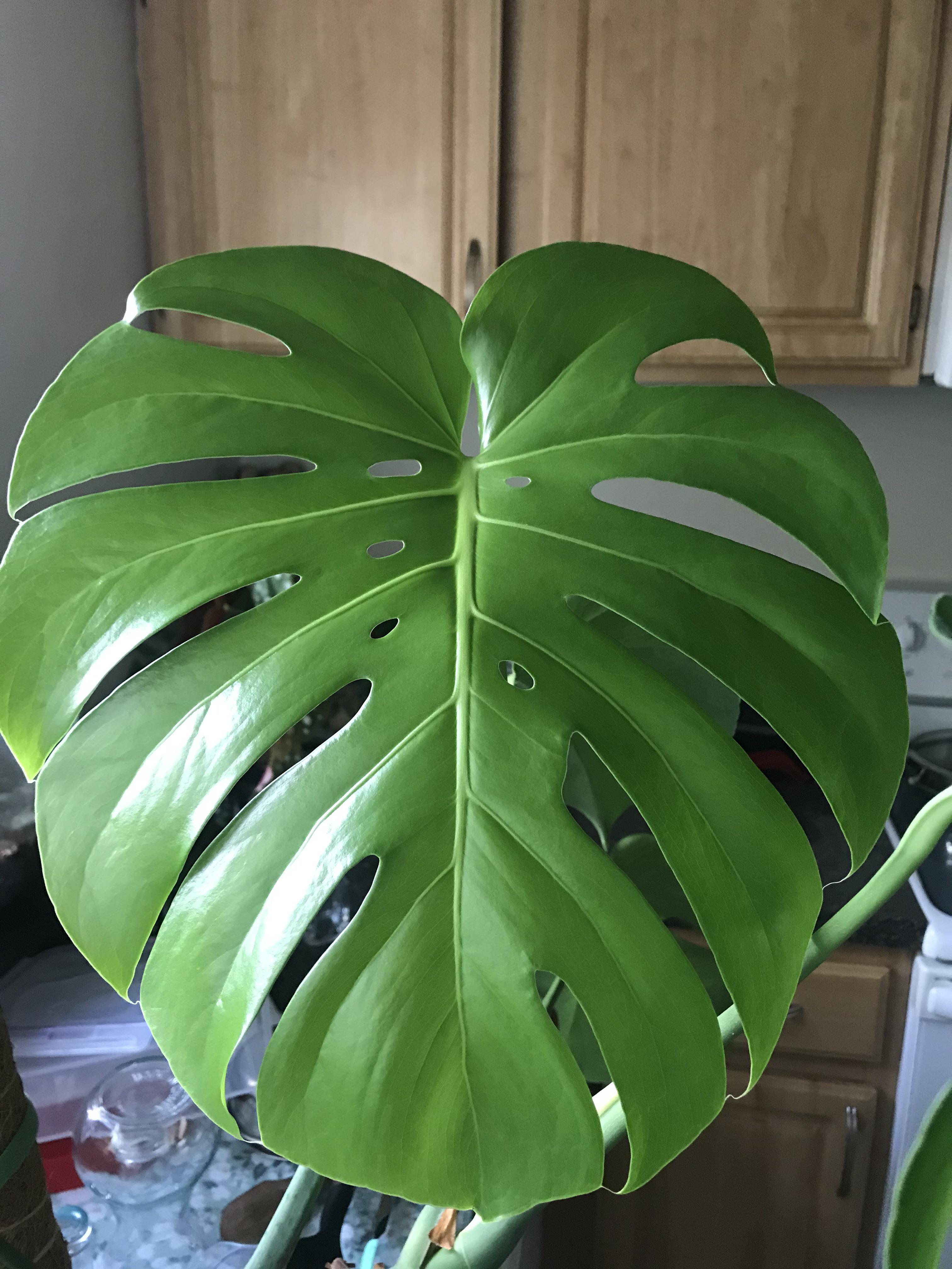 Newest leaf on my one yr old cutting... Monstera | Scrolller