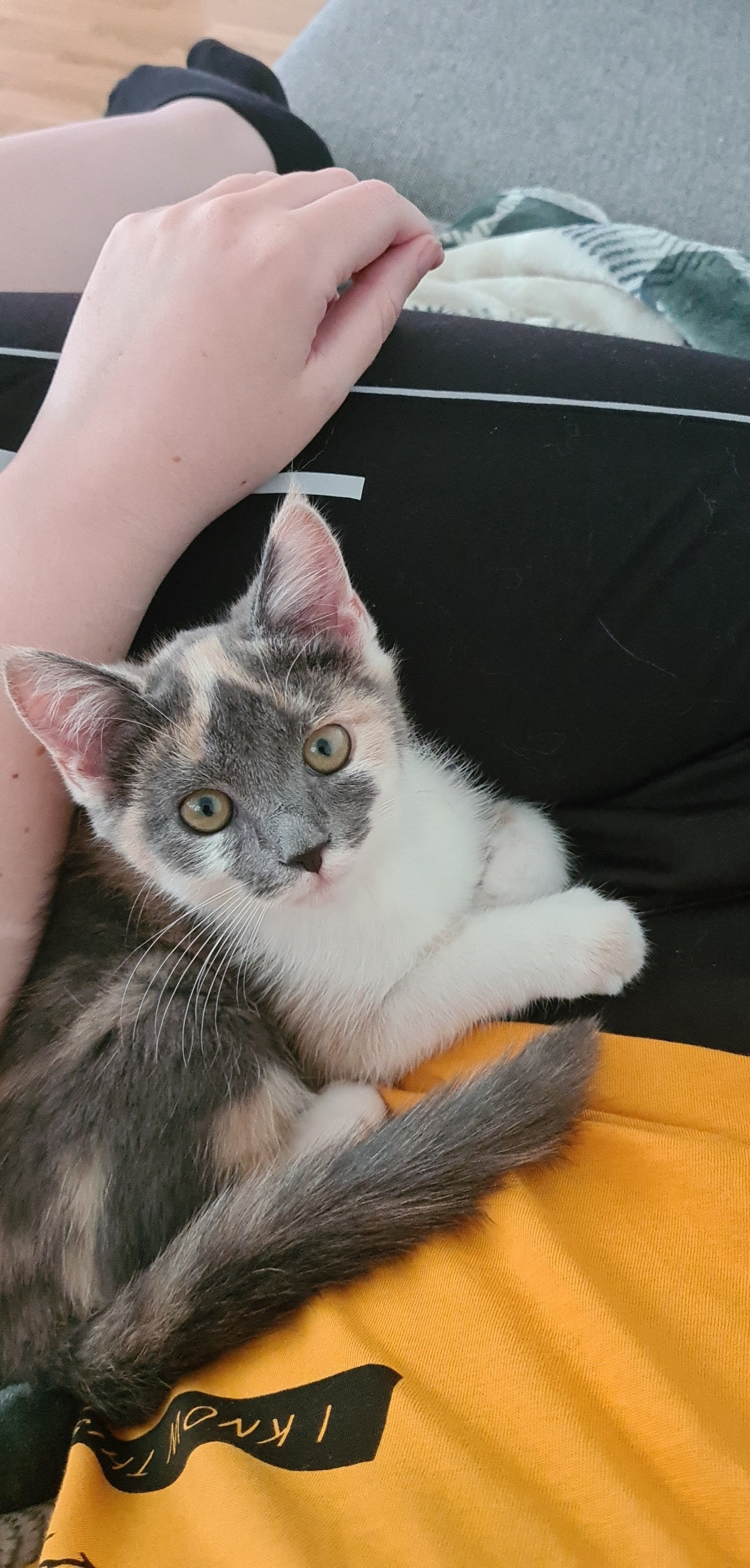 Newest lil' family member | Scrolller