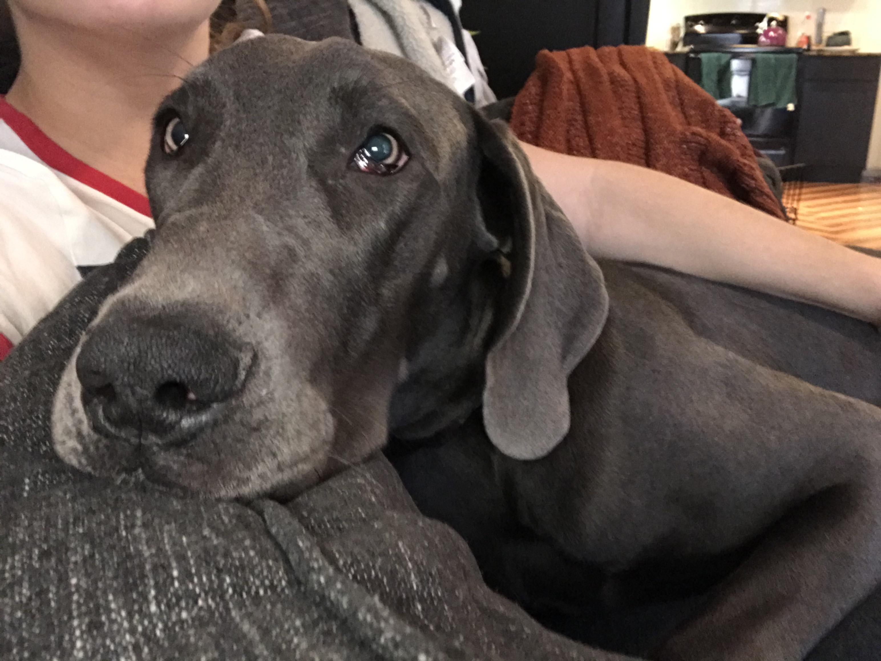 NEWEST MEMBER OF THE FAMILY- LUNA. | Scrolller