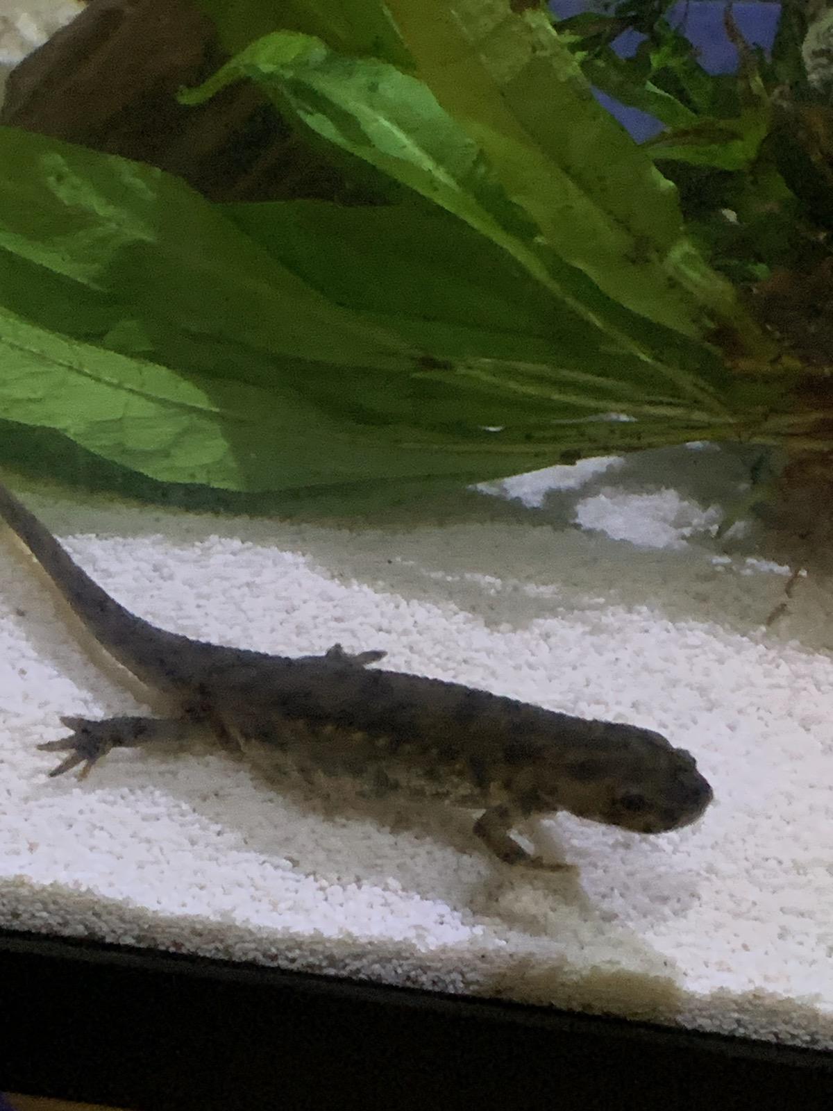 Newt Identification | Scrolller