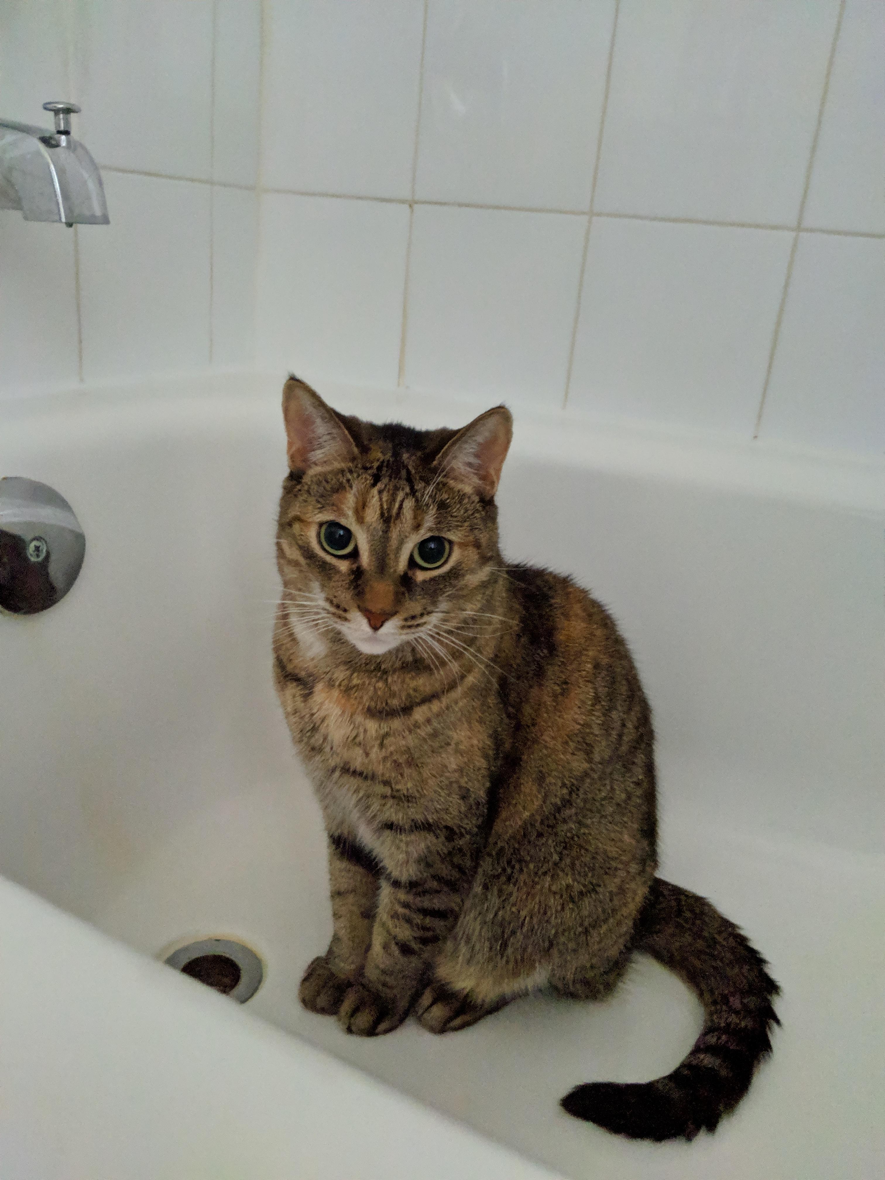 Nibbles in the bathtub | Scrolller