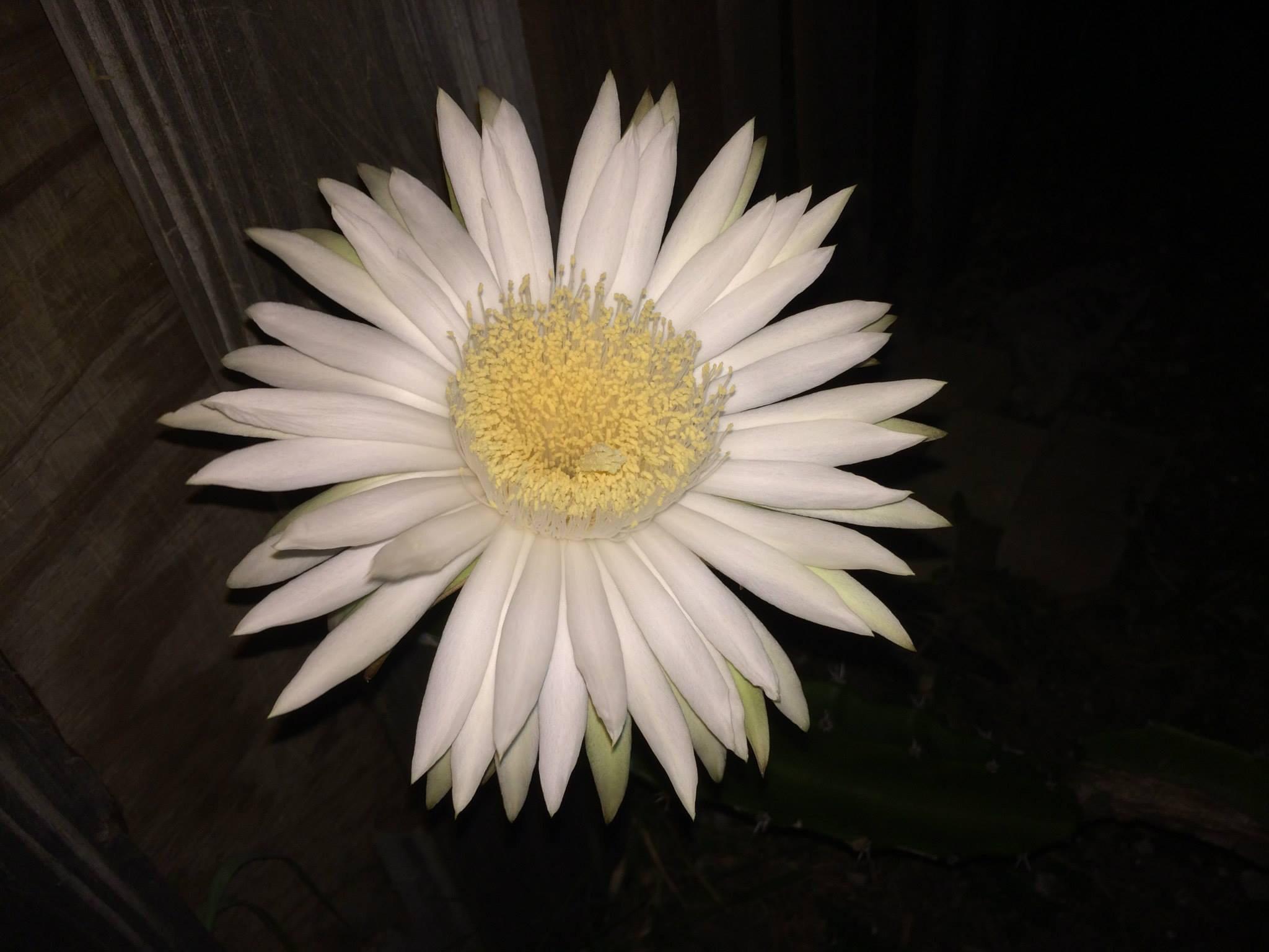 Night blooming cereus 6” flower | Scrolller