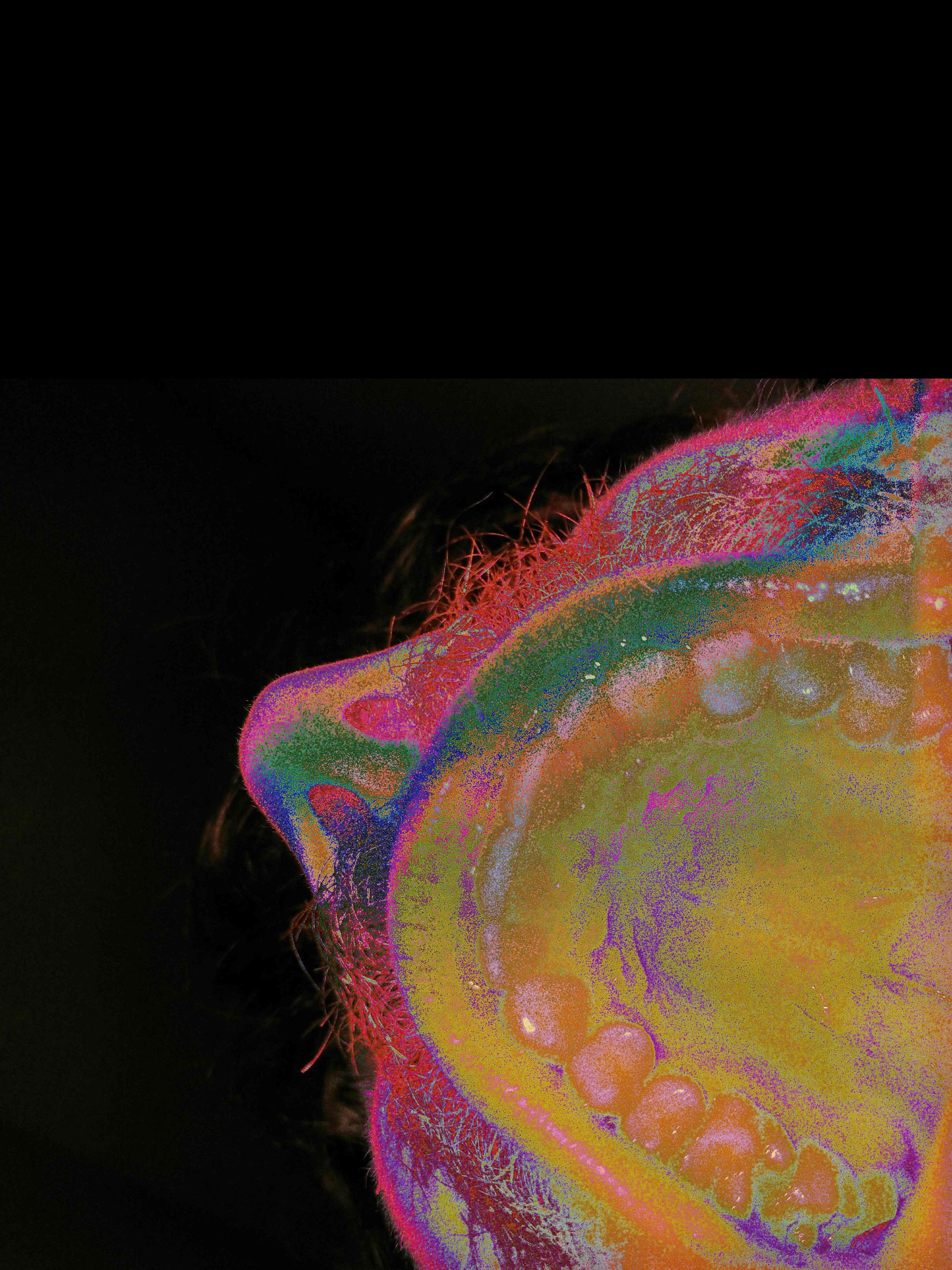 Night Terror | Scrolller