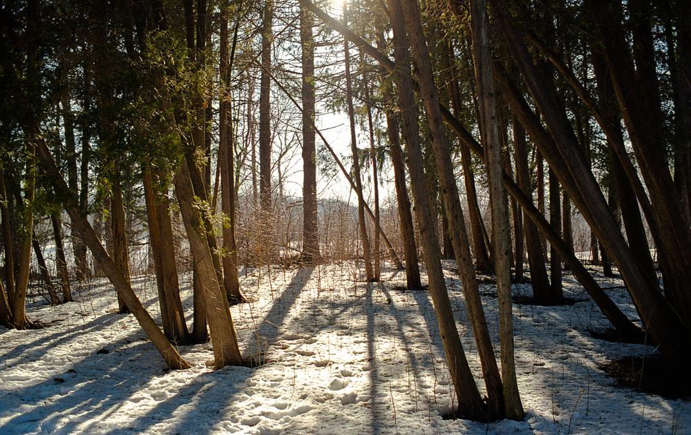 Nikon FM - 35mm f/2 - Pro Image 100 | Scrolller