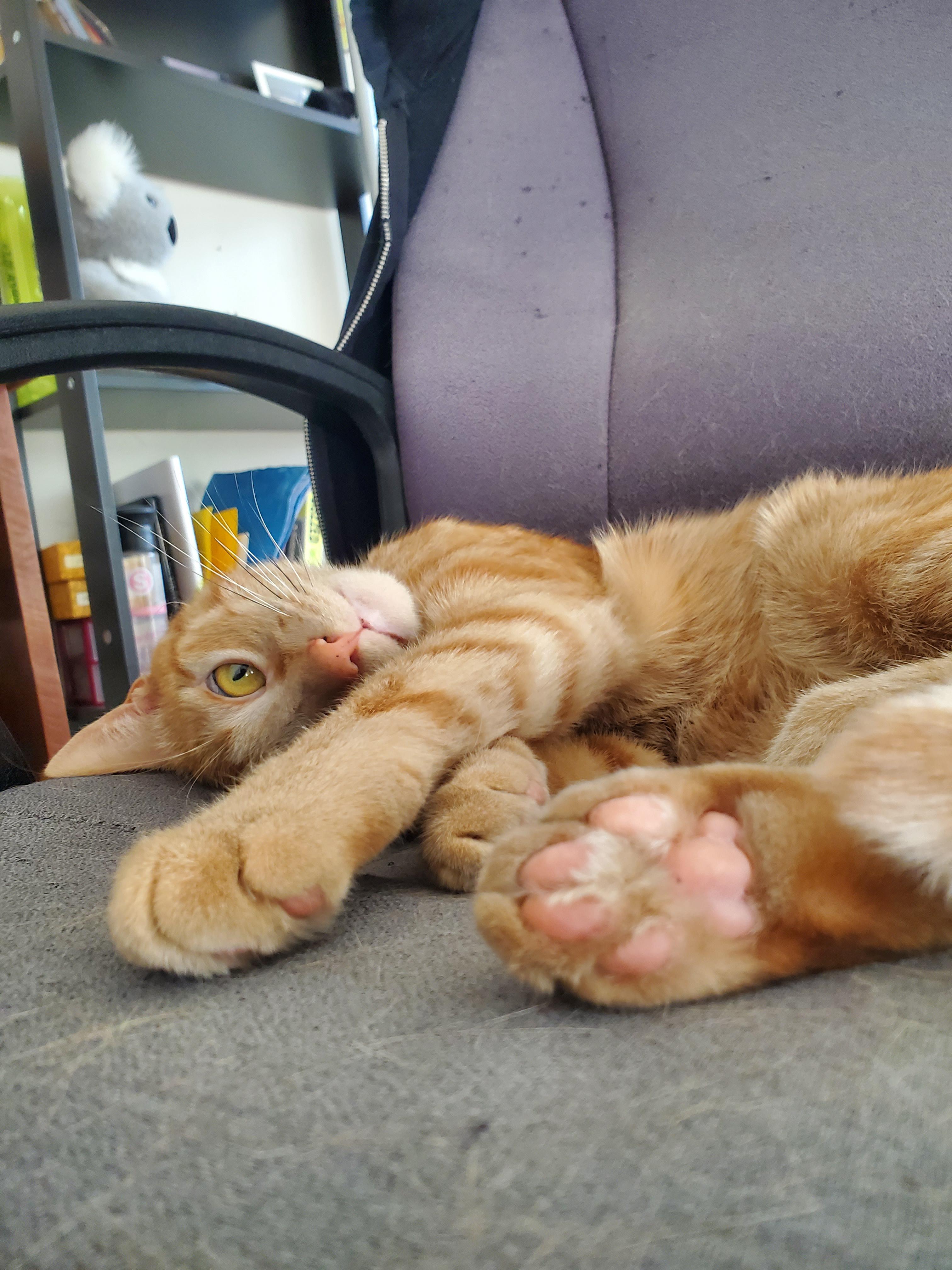 No clever title, just some ginger beans | Scrolller
