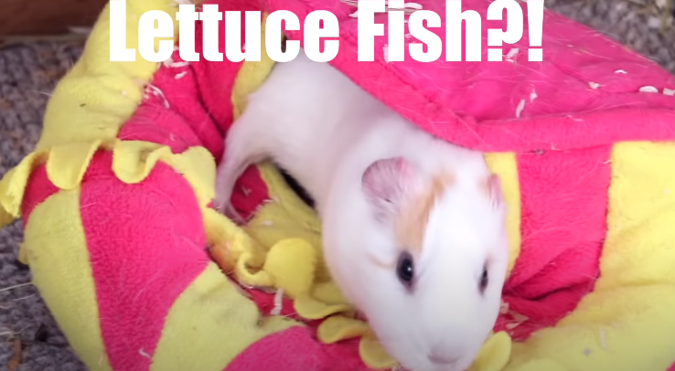 No context little adventures | Scrolller