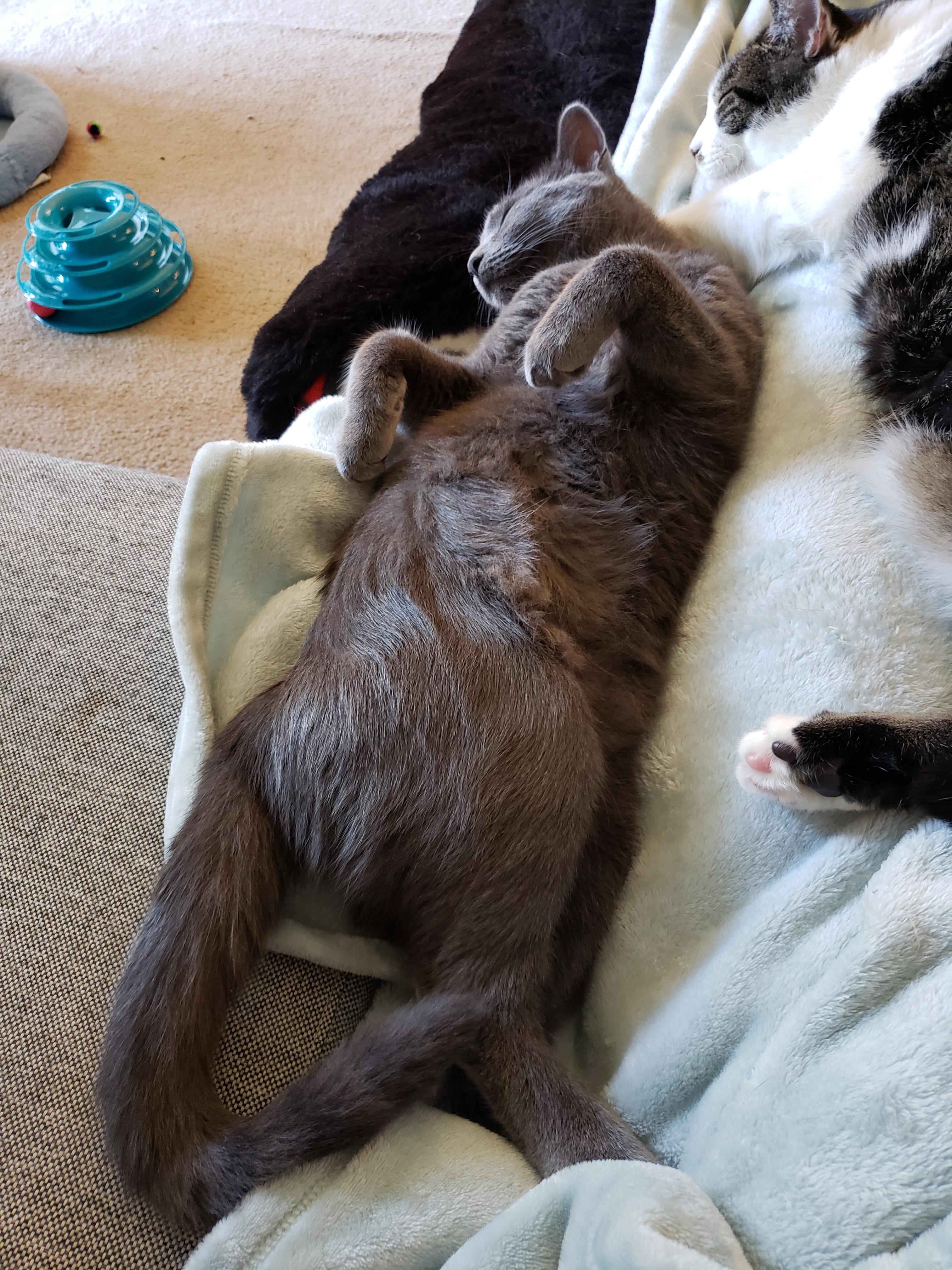 No Idea How This Is Comfortable Scrolller