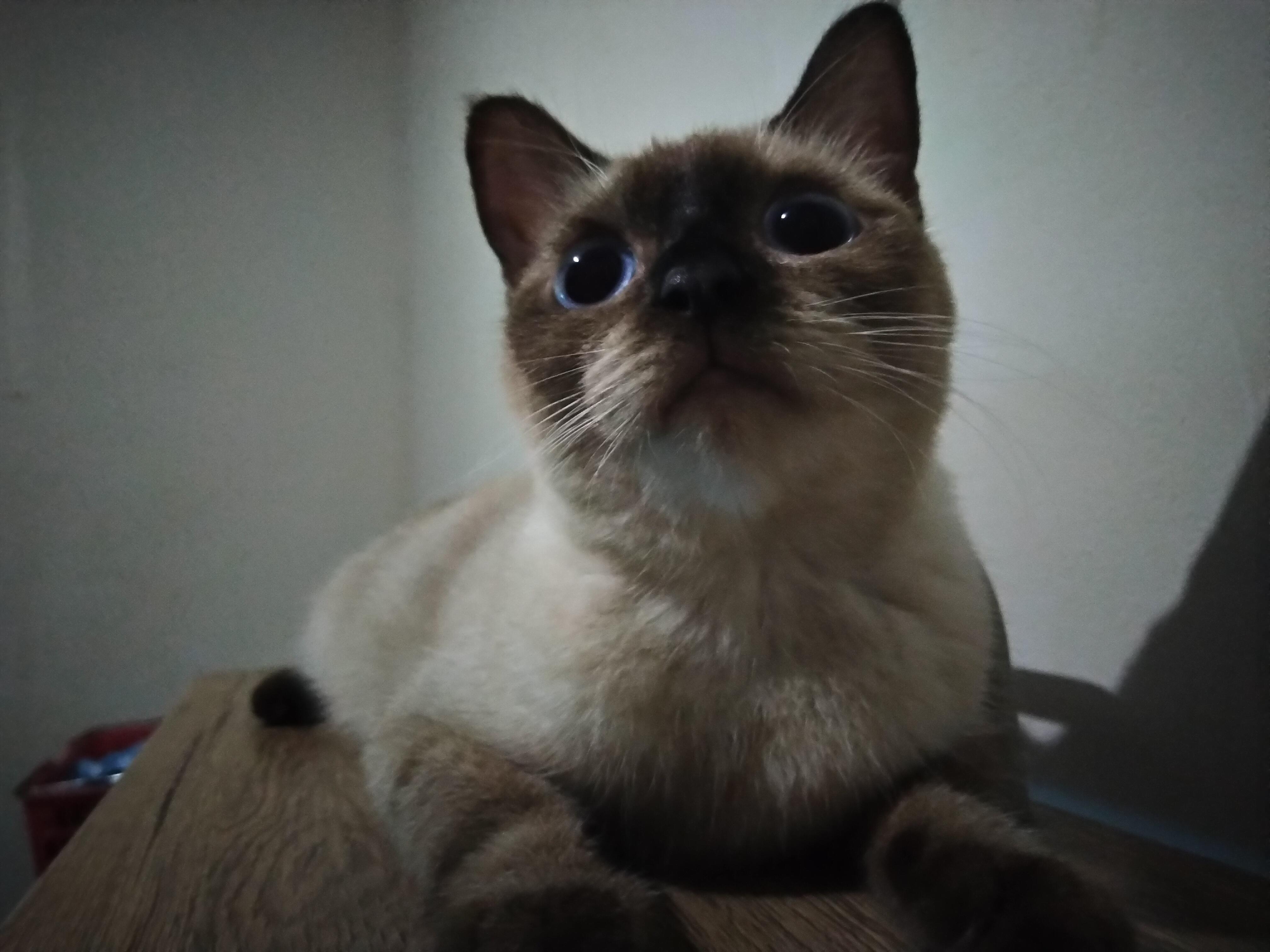 No memes just my cat | Scrolller