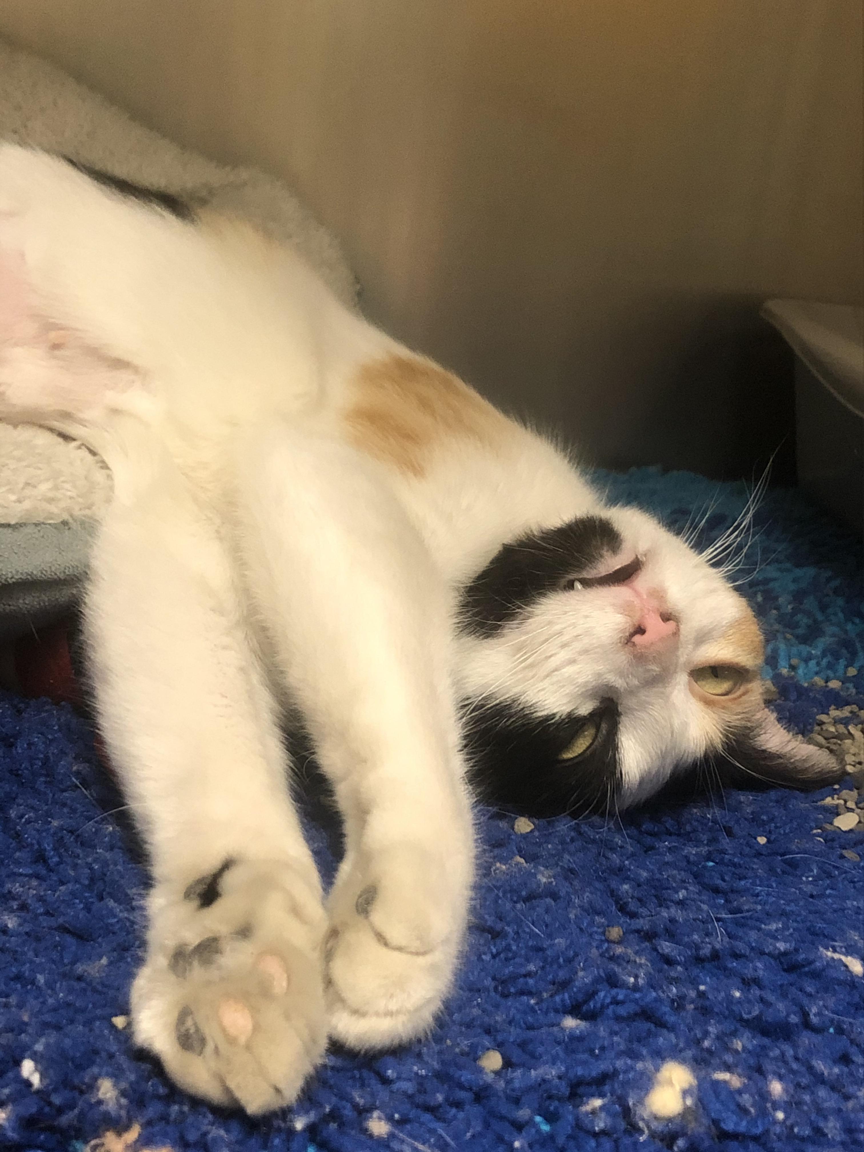 No normal creature sleeps like this. 100% alien. | Scrolller