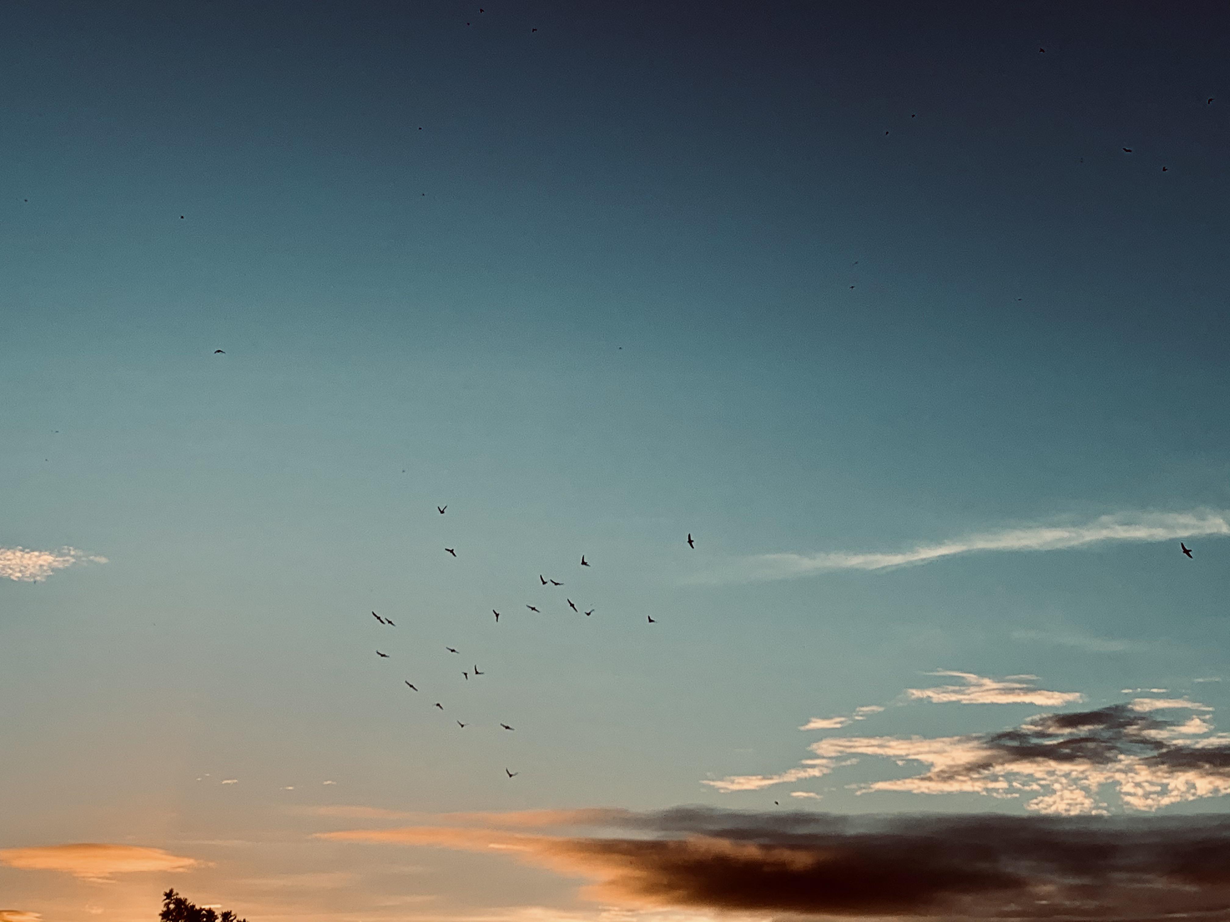 No one is free, even the birds are chained to the sky. -Bob Dylan | Scrolller