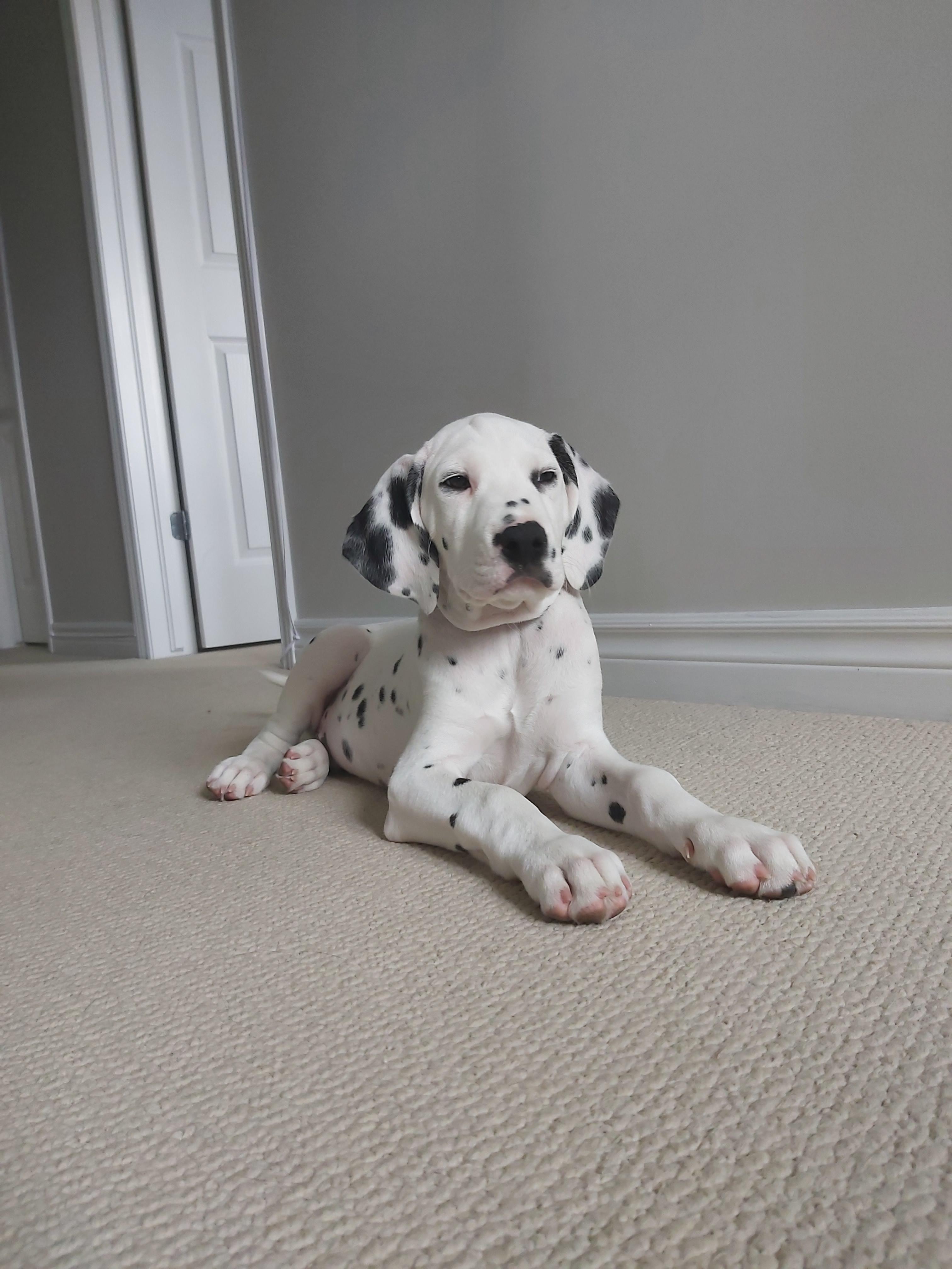 Nope, I'm not moving! You can't force me!! | Scrolller