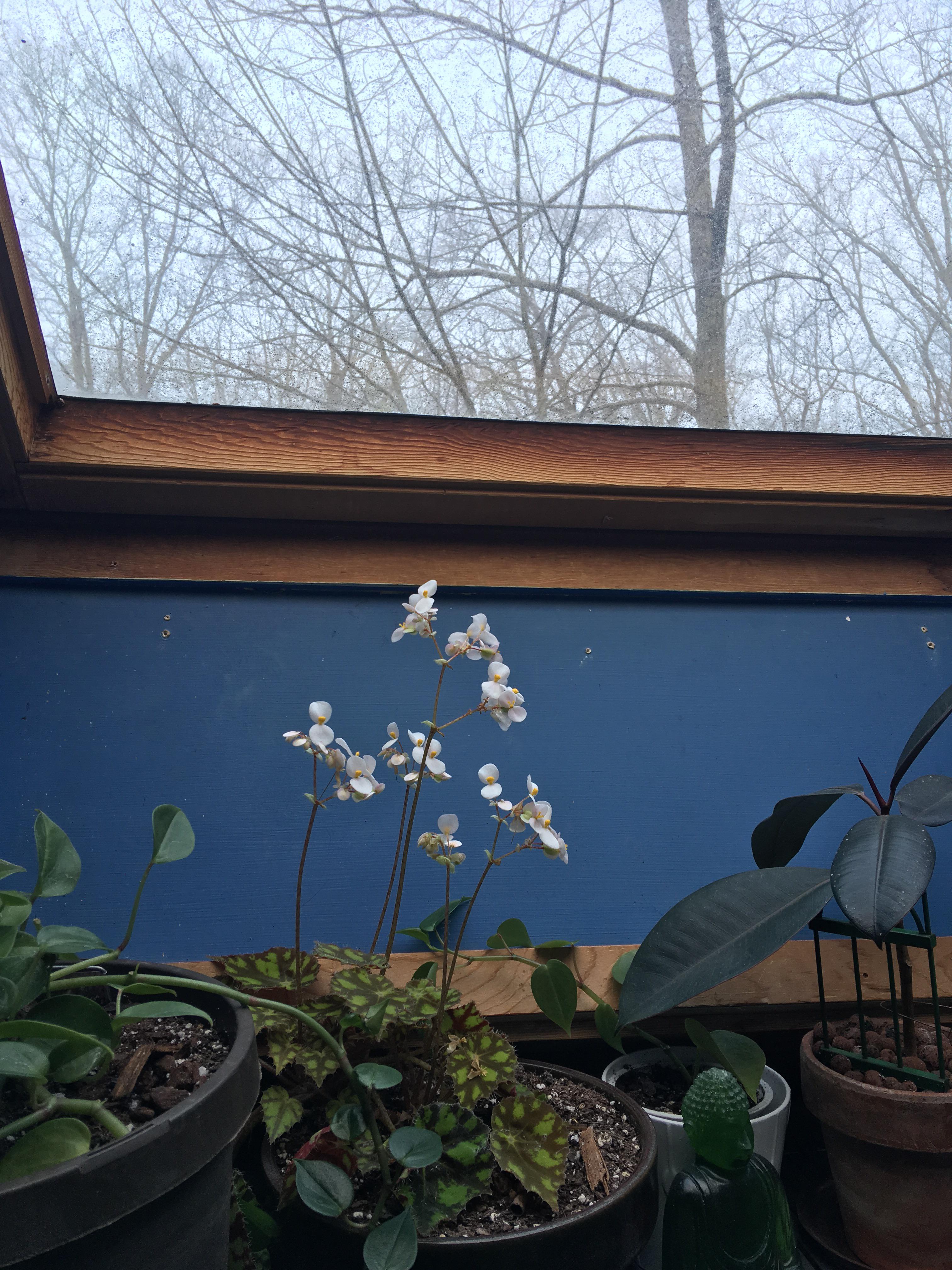 not a great pic but BLOOMS GALORE! | Scrolller