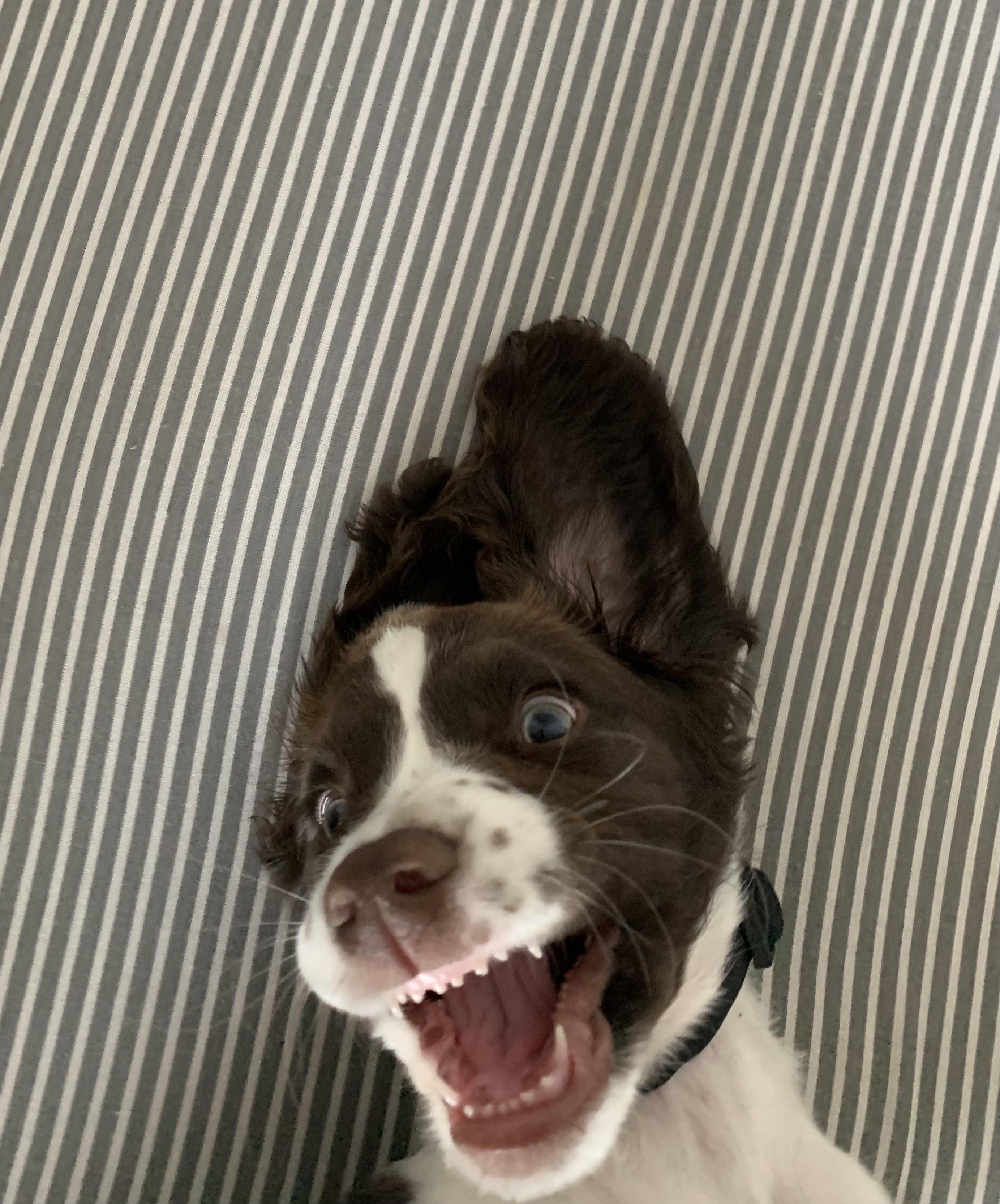 My springer puppy taking a selfie :) | Scrolller