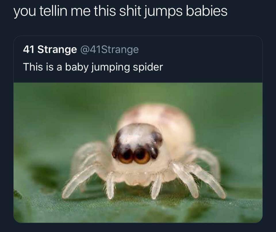 NotKenM on jumping spiders | Scrolller