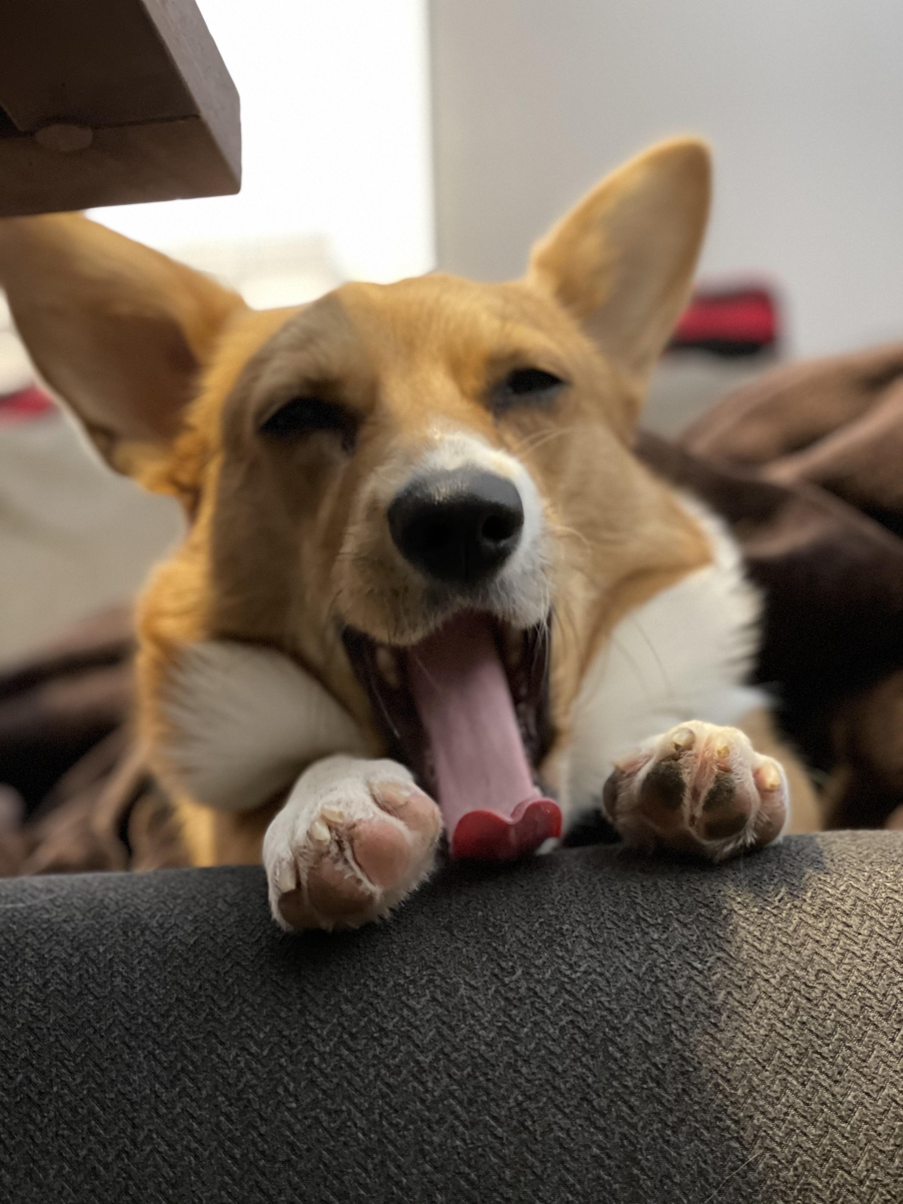 Nova loves a good nap | Scrolller